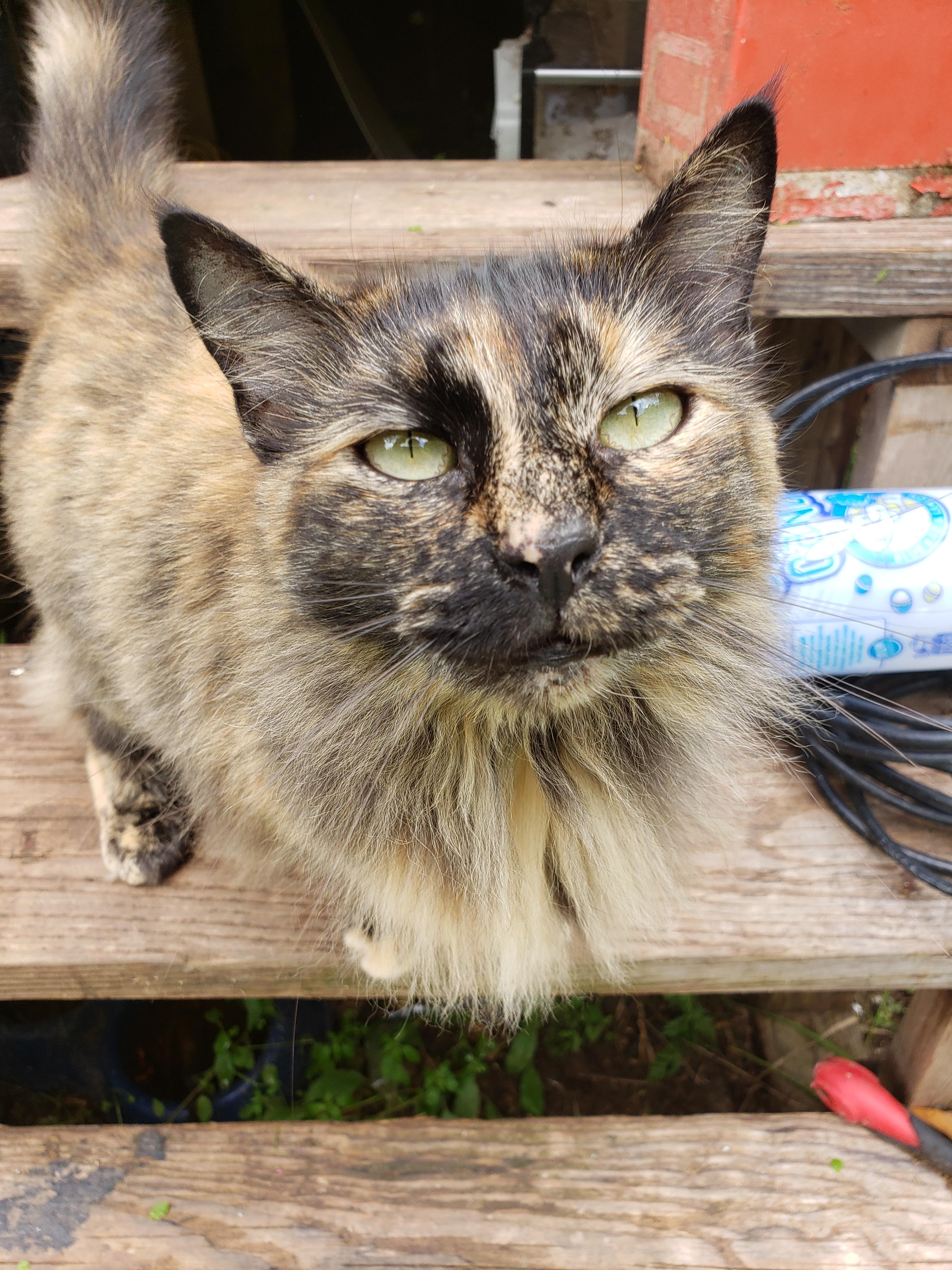 Her momma was a Neb-coon meet moomoo | Scrolller