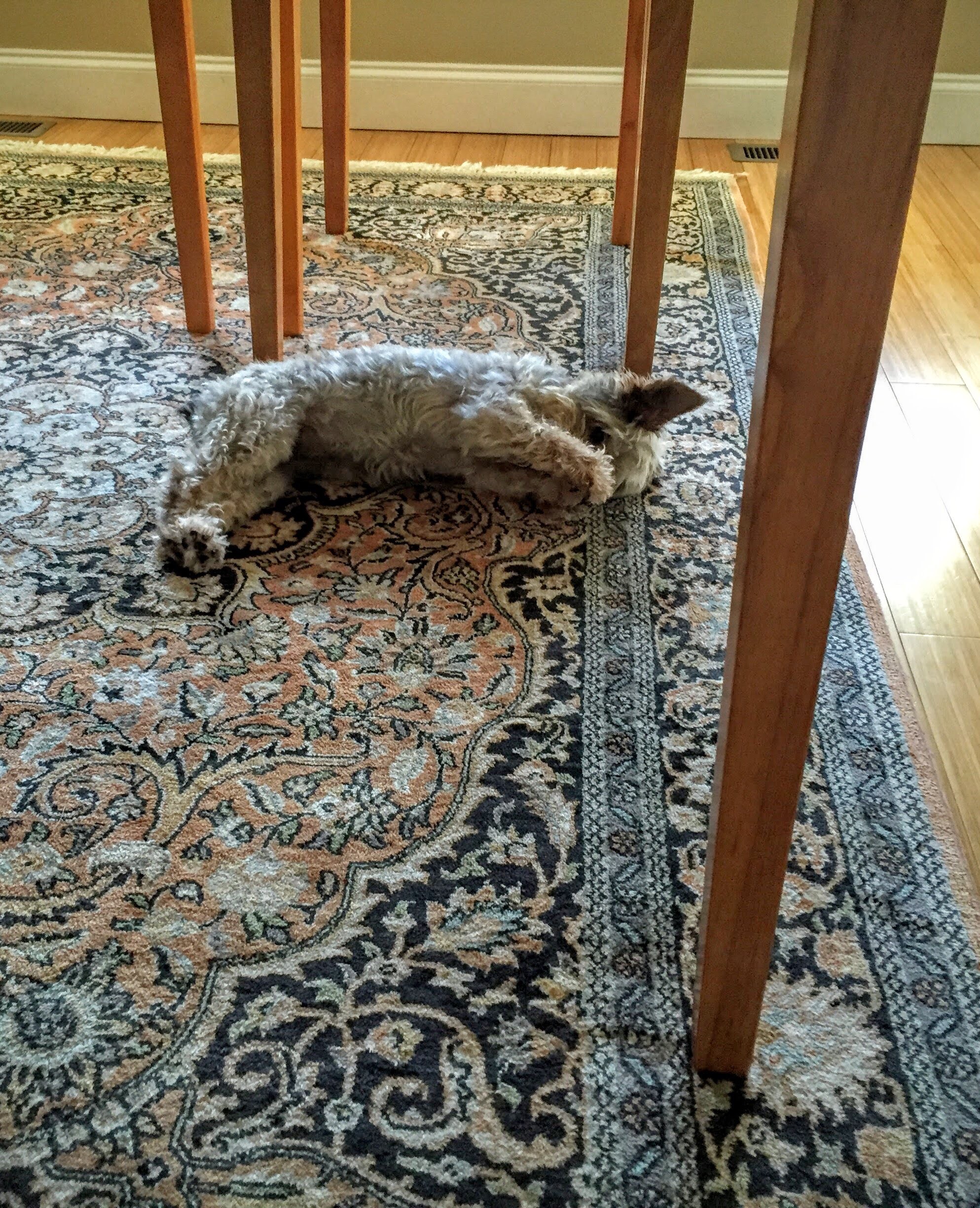 Her nose is itchy | Scrolller