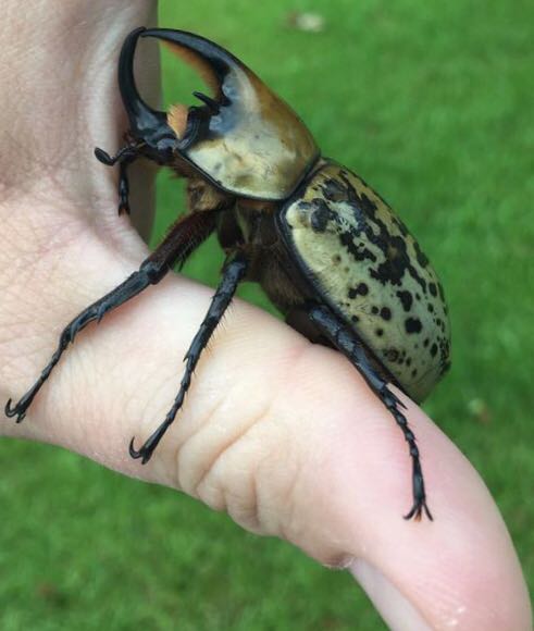 Hercules Beetle | Scrolller