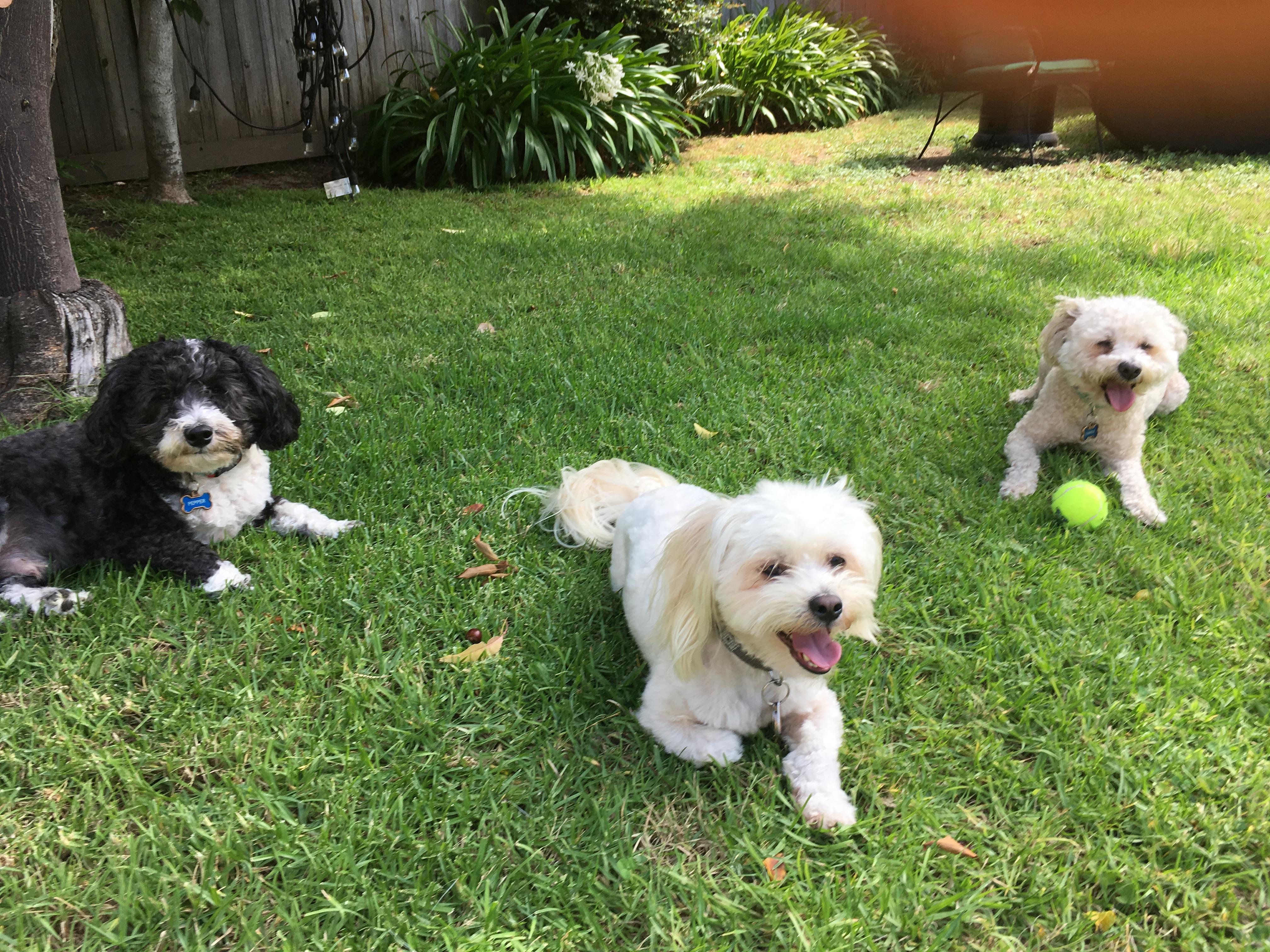 Here are my dogs :) ! | Scrolller