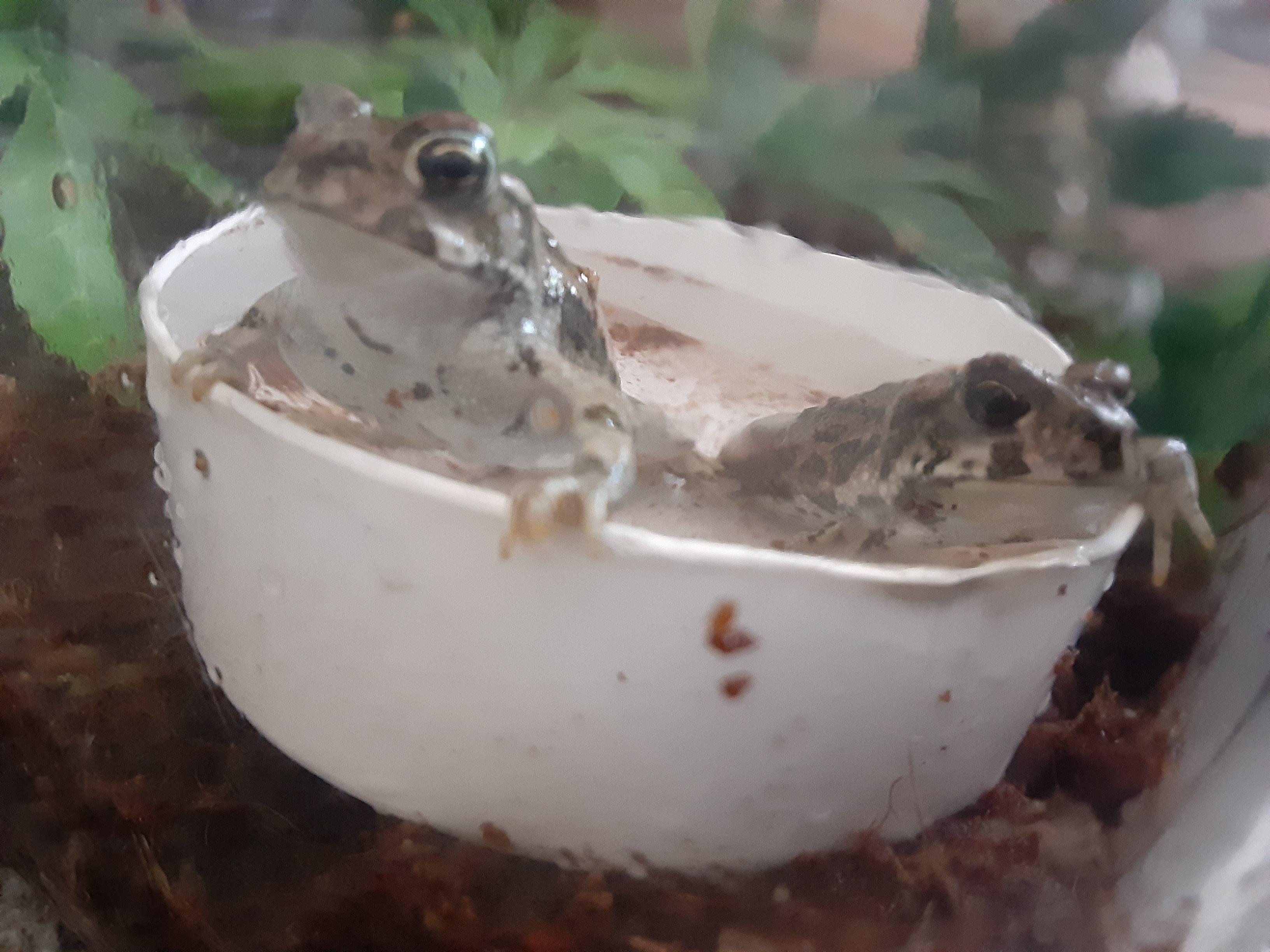 Here are my sisters new toads, Frog Legs and Taquito! | Scrolller
