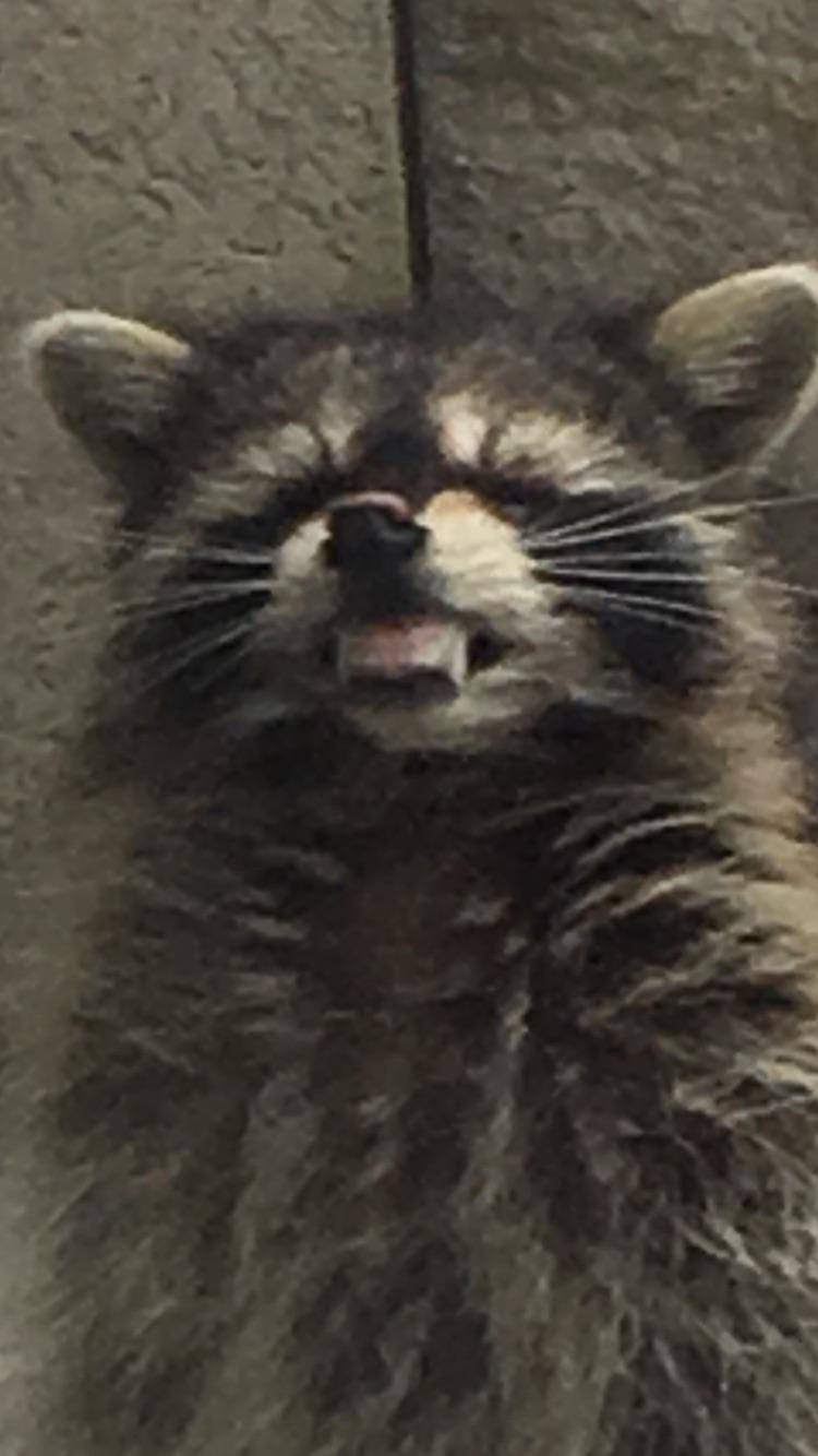 here is a cool raccoon | Scrolller