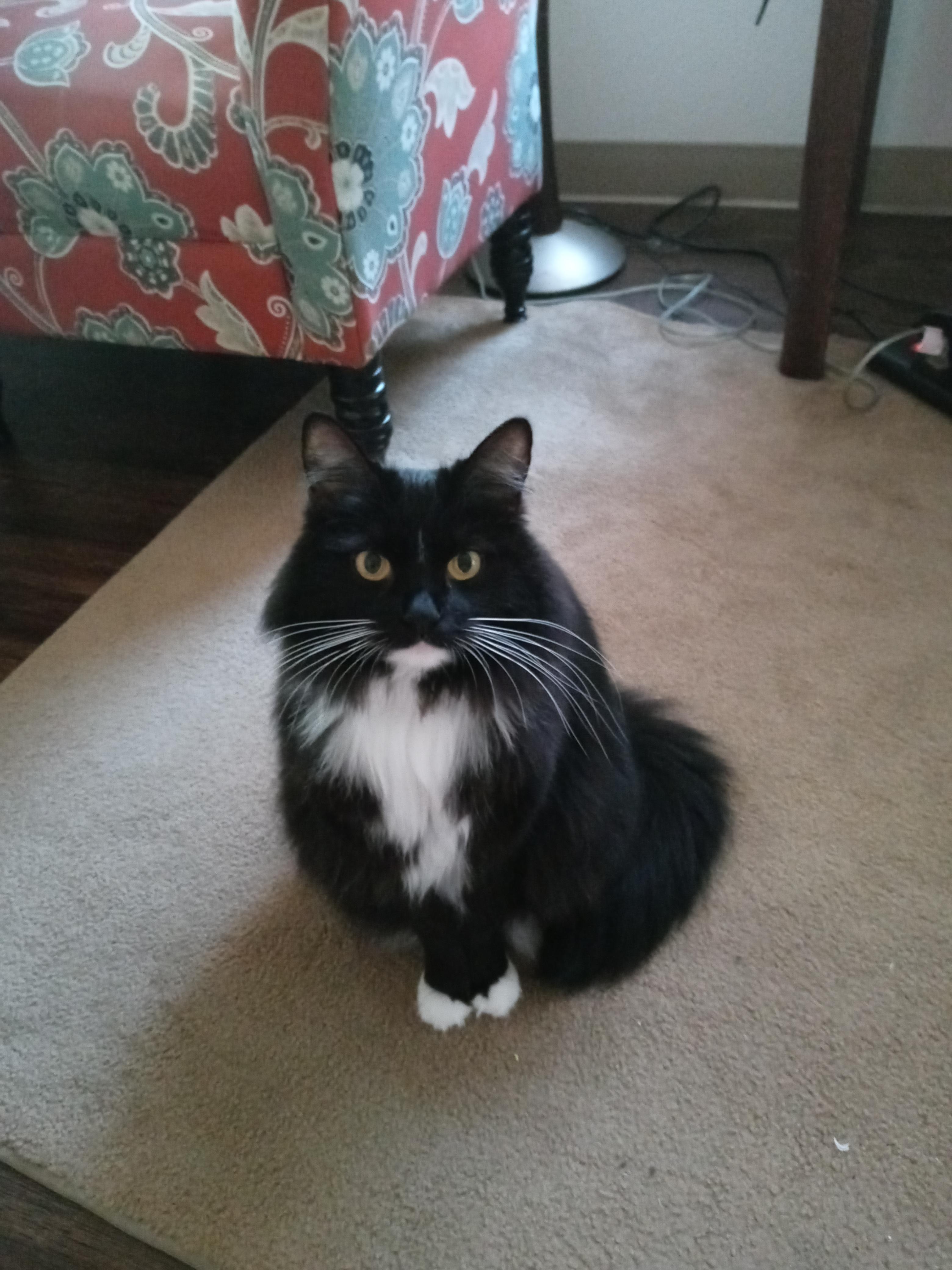 Here is my little troublemaker :) | Scrolller