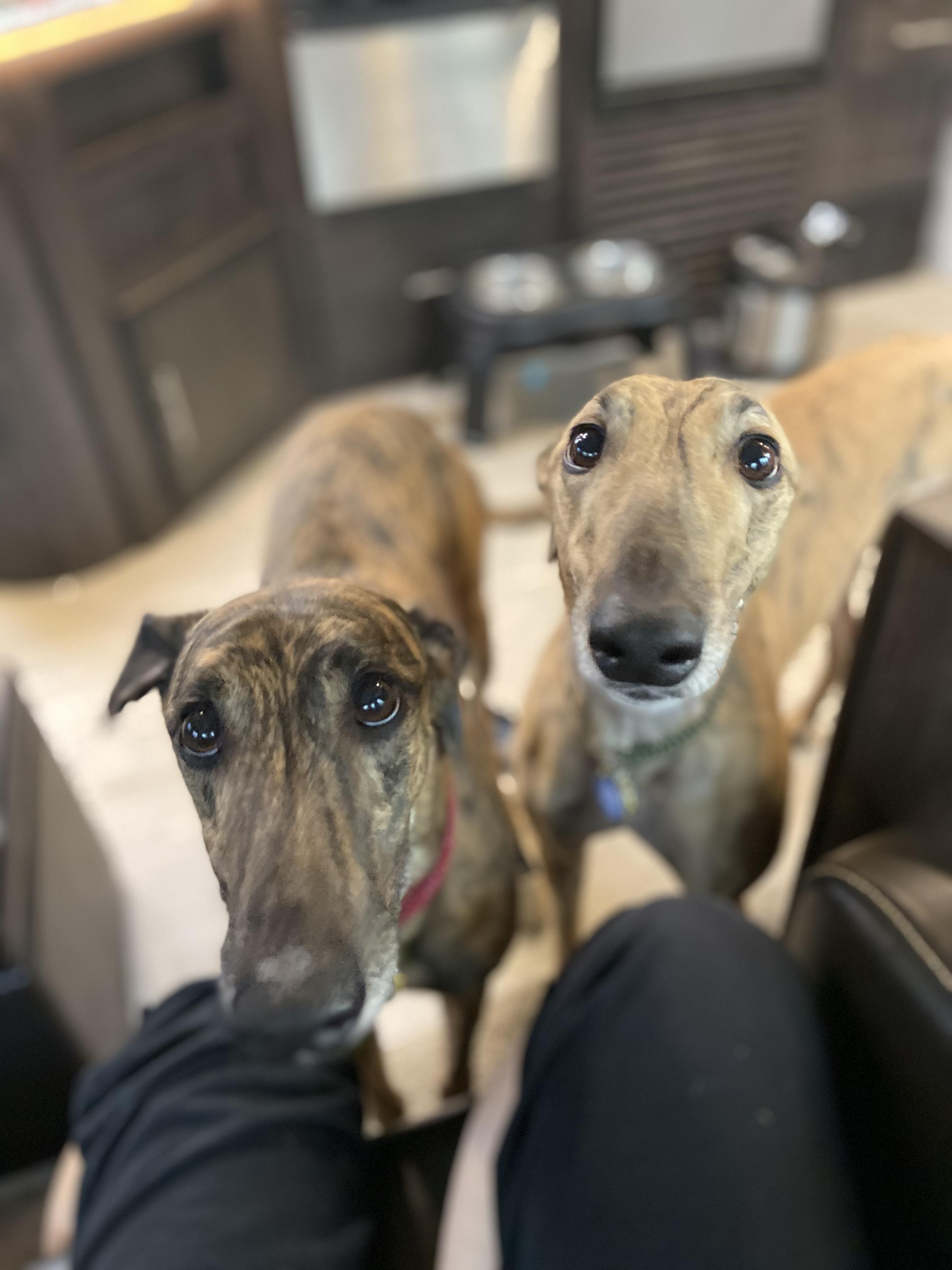 Here’s a picture of my retired and rescued greyhounds. | Scrolller