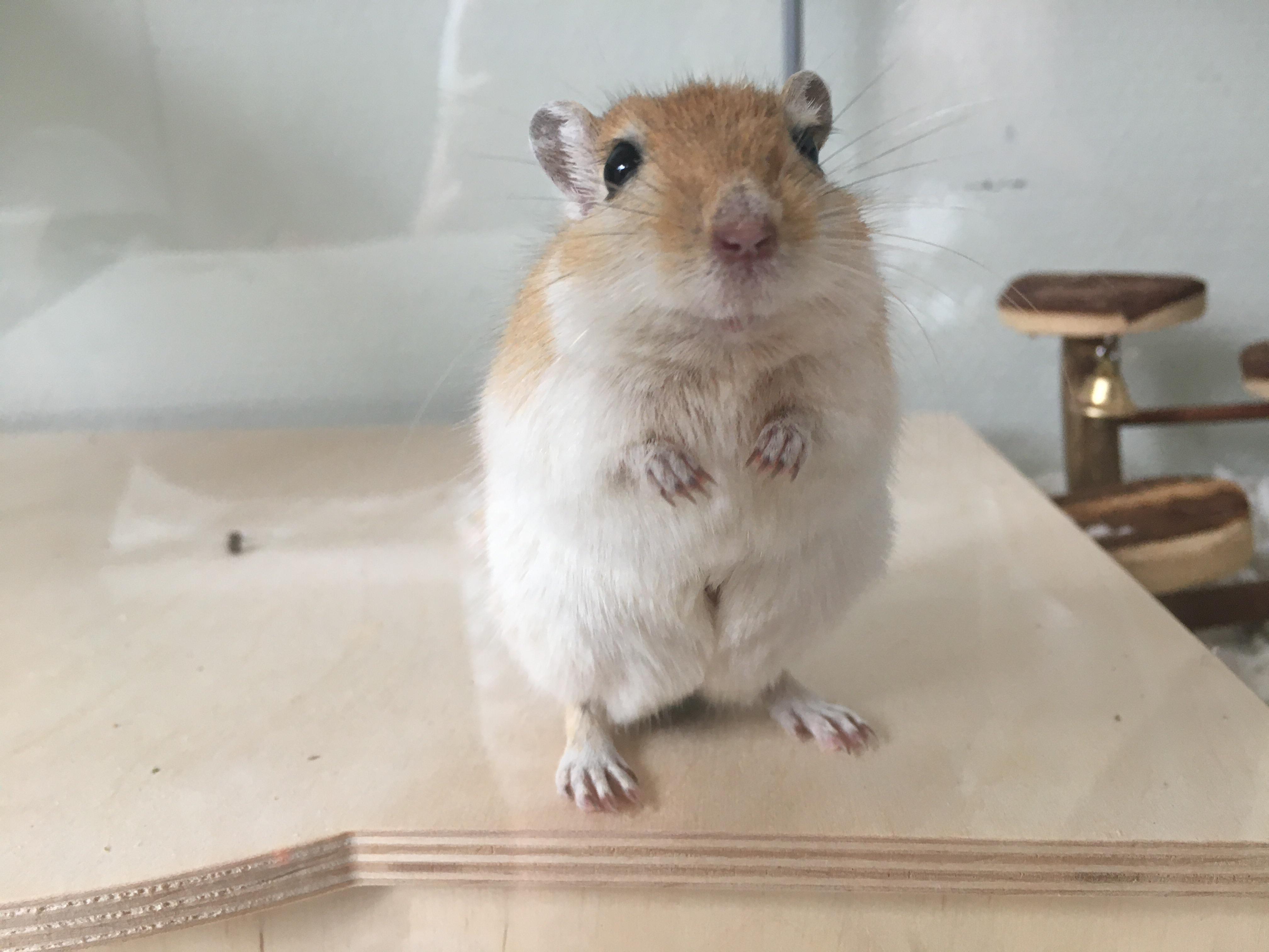 Here’s a smiling gerbil to brighten up your day. | Scrolller