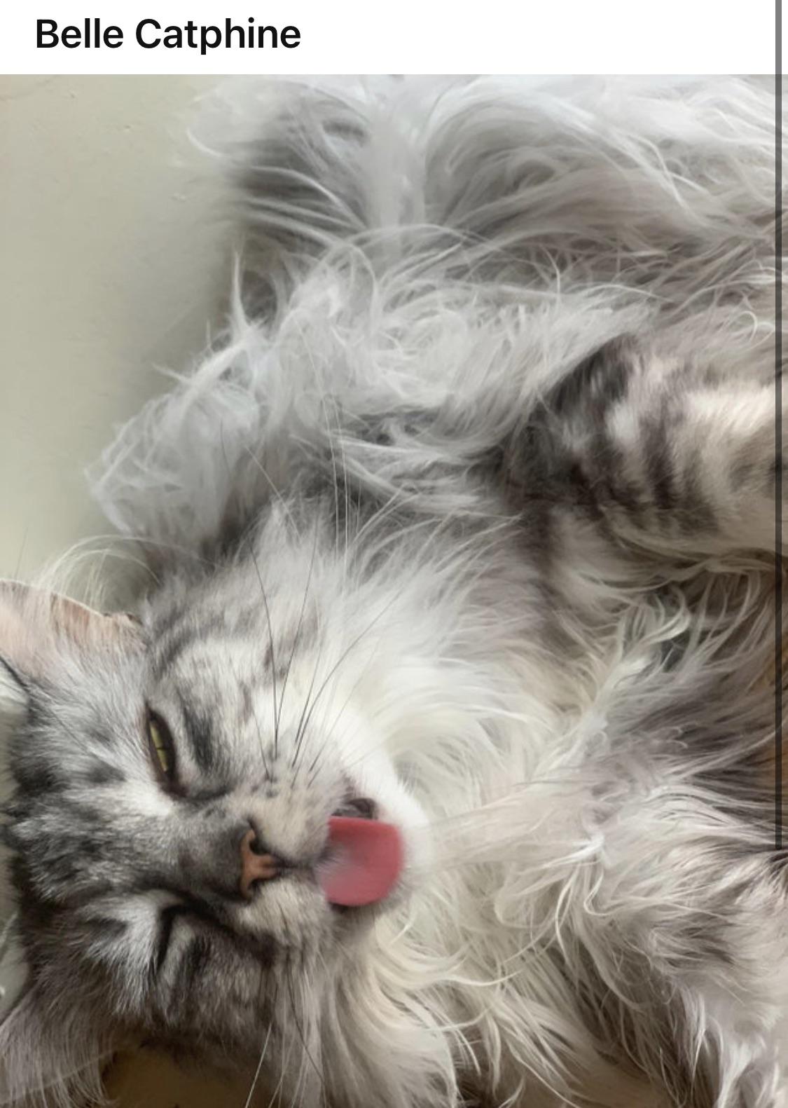 Here’s my floof | Scrolller