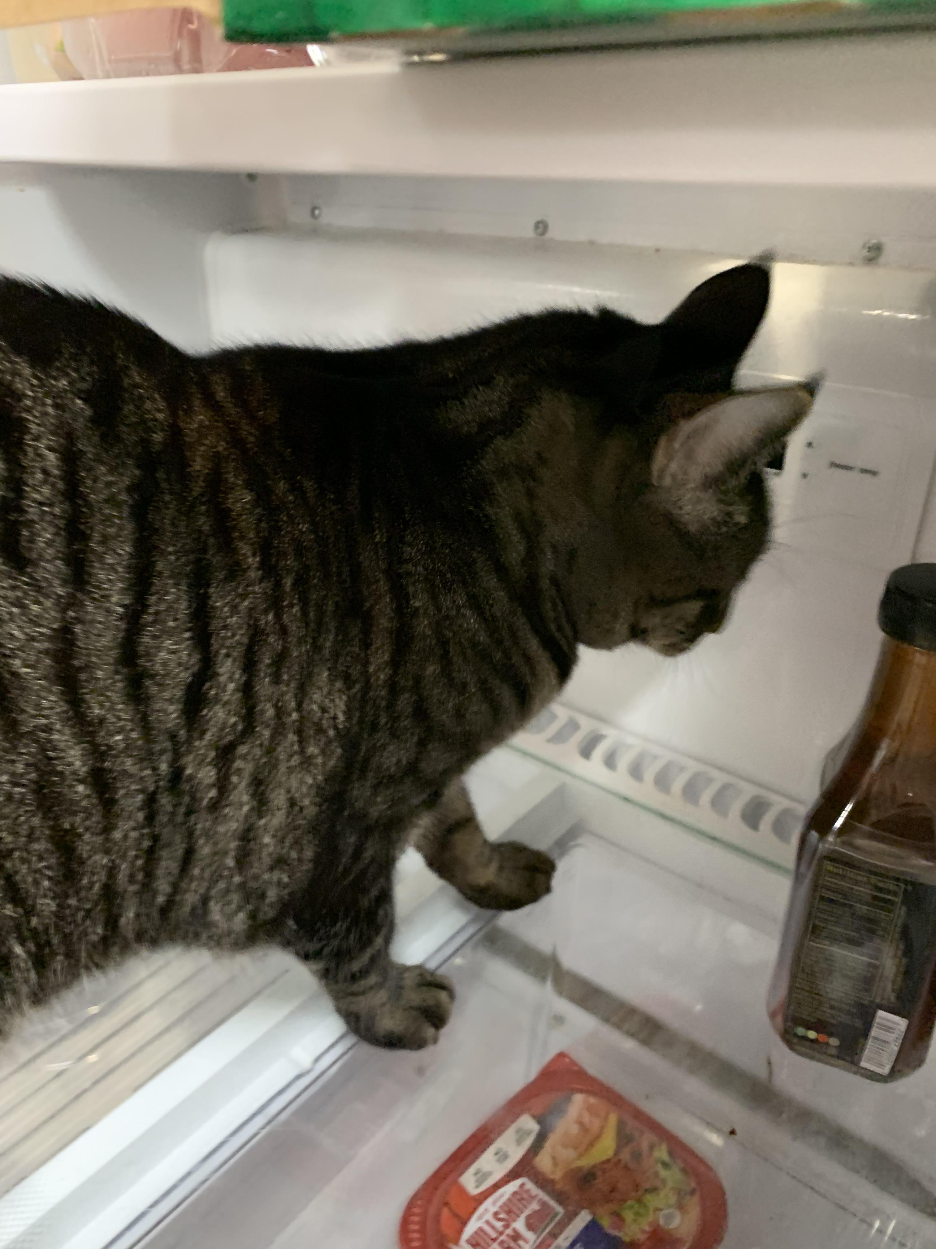 Here’s Tico discovering the concept that is the refrigerator. | Scrolller