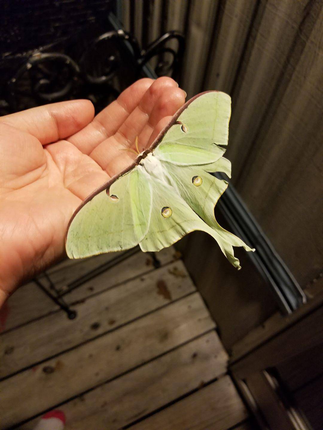 Heres a lunar moth in south Carolina fount years back In my moms camera roll | Scrolller