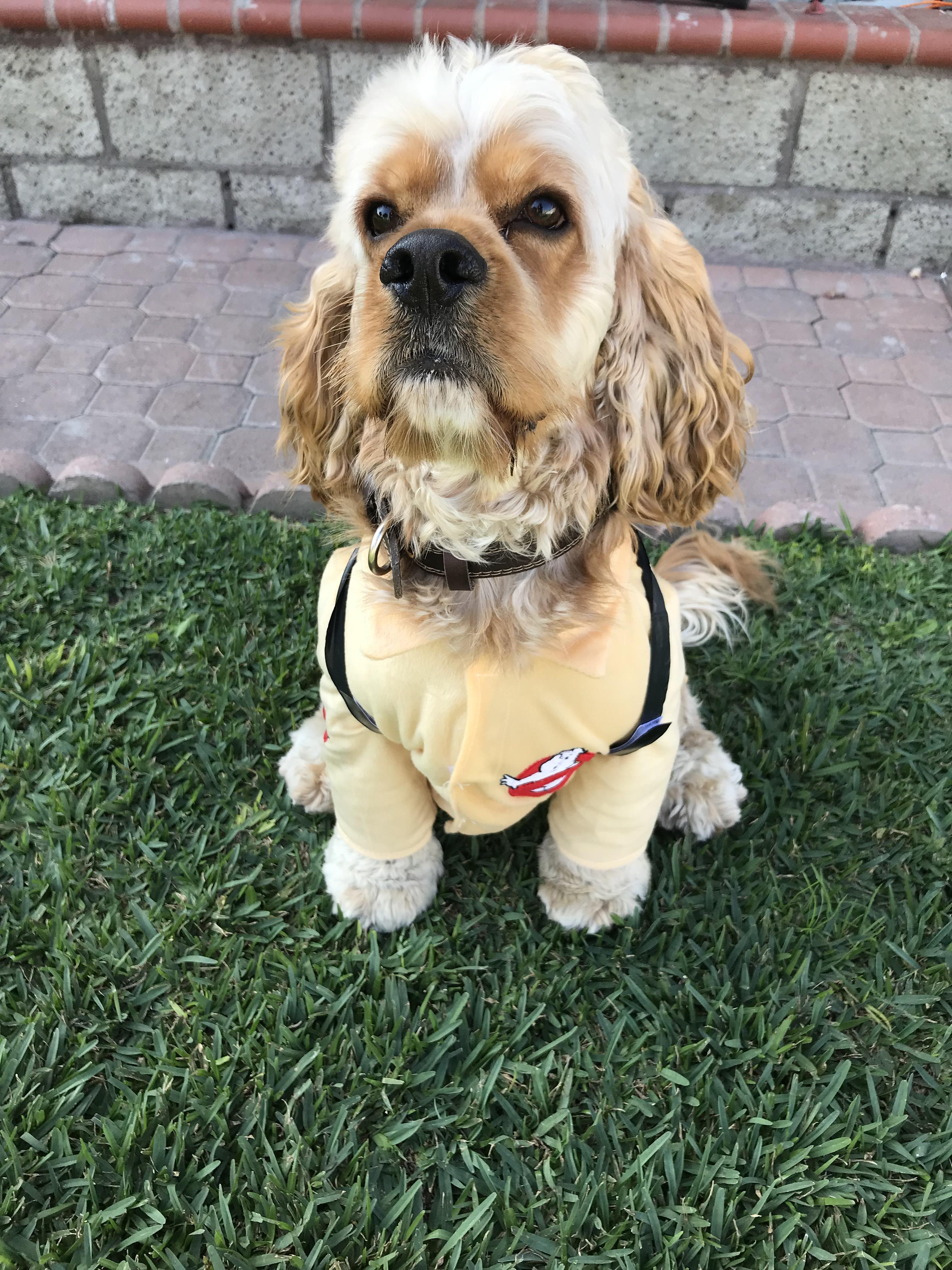 Here's my little Ghostbuster | Scrolller