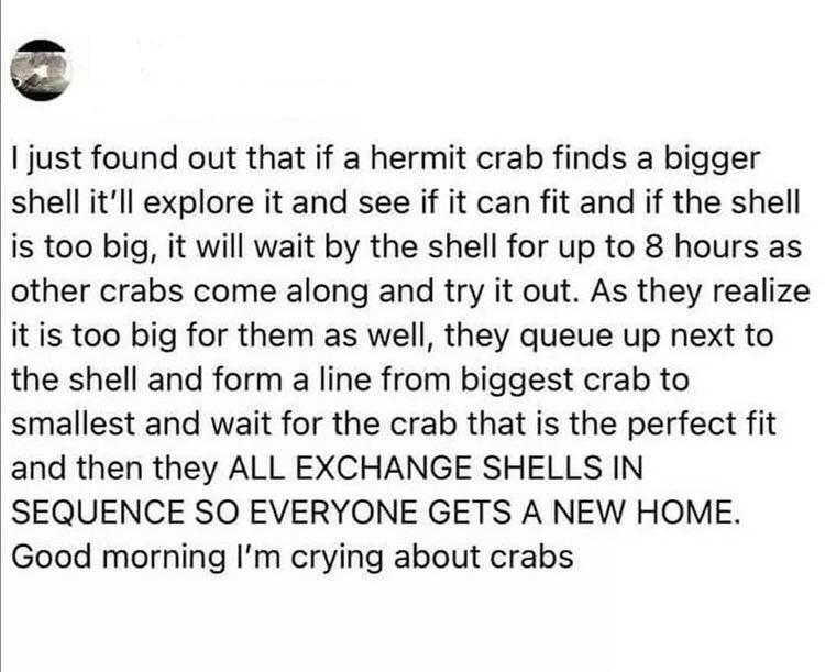 Hermit Crabs exchange their shells so everyone gets a new home | Scrolller