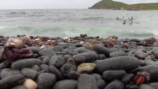 Hermit crabs on the beach. | Scrolller