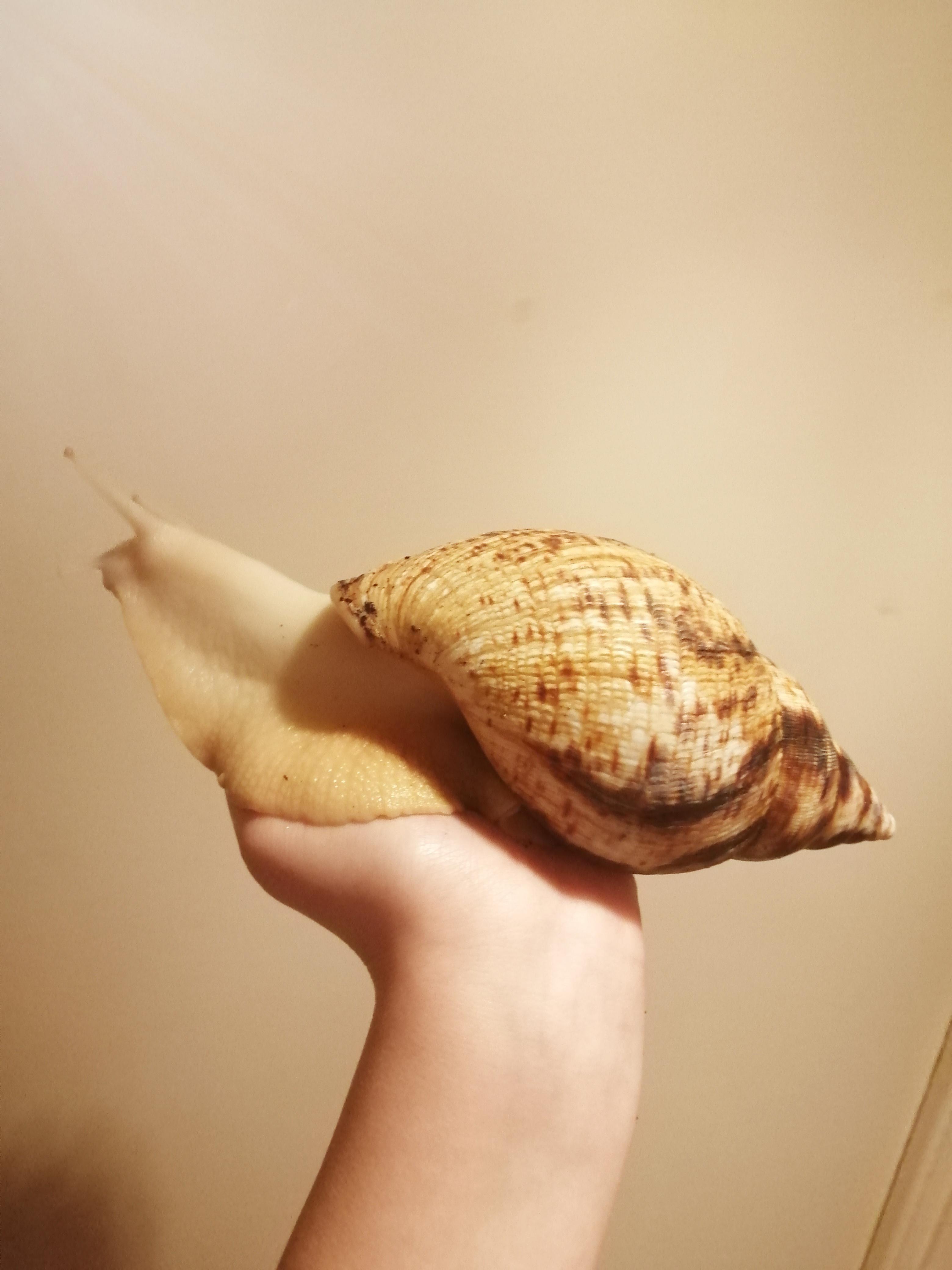 He's a chonk | Scrolller