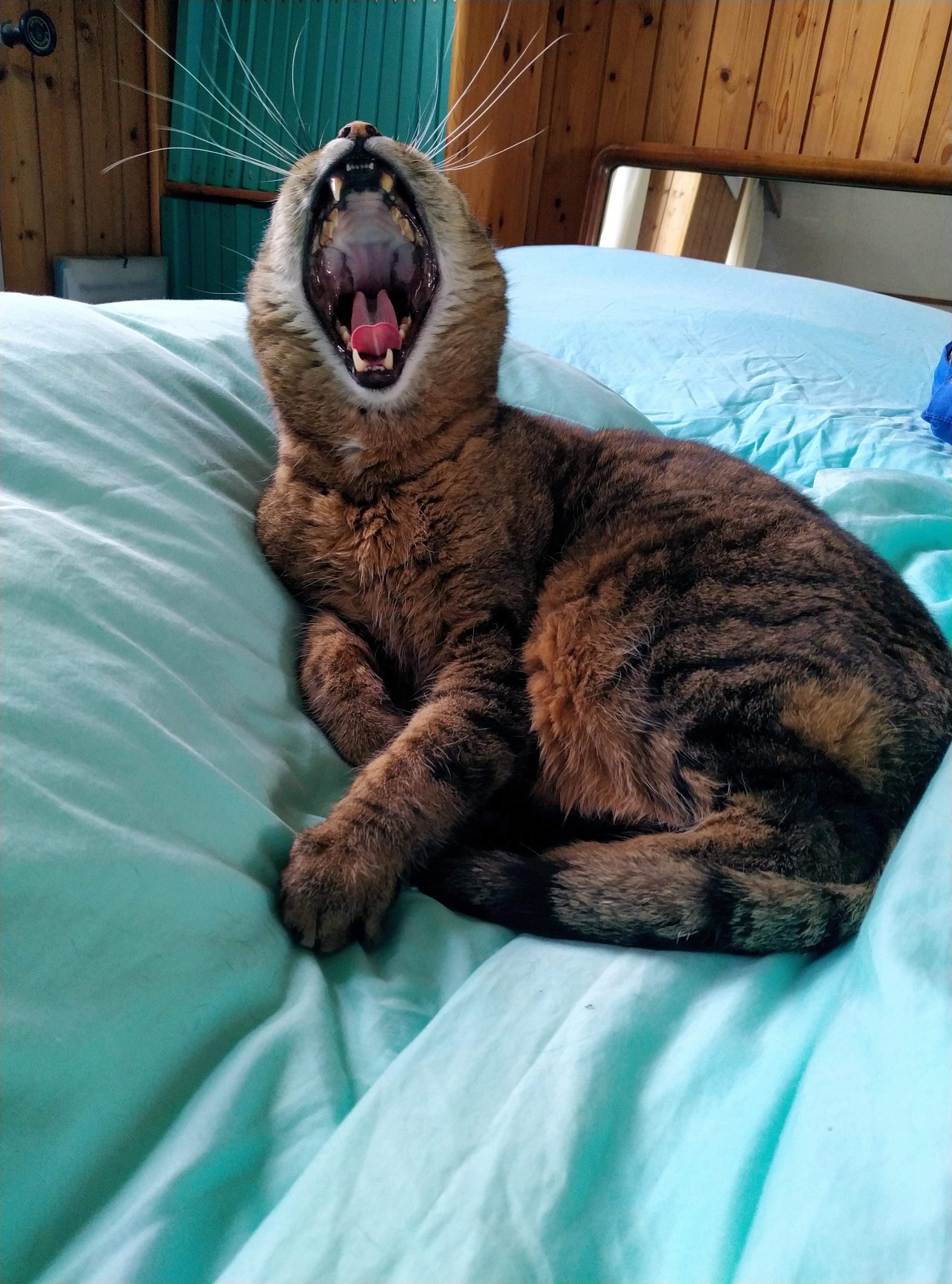 He's a real beast - beware! | Scrolller