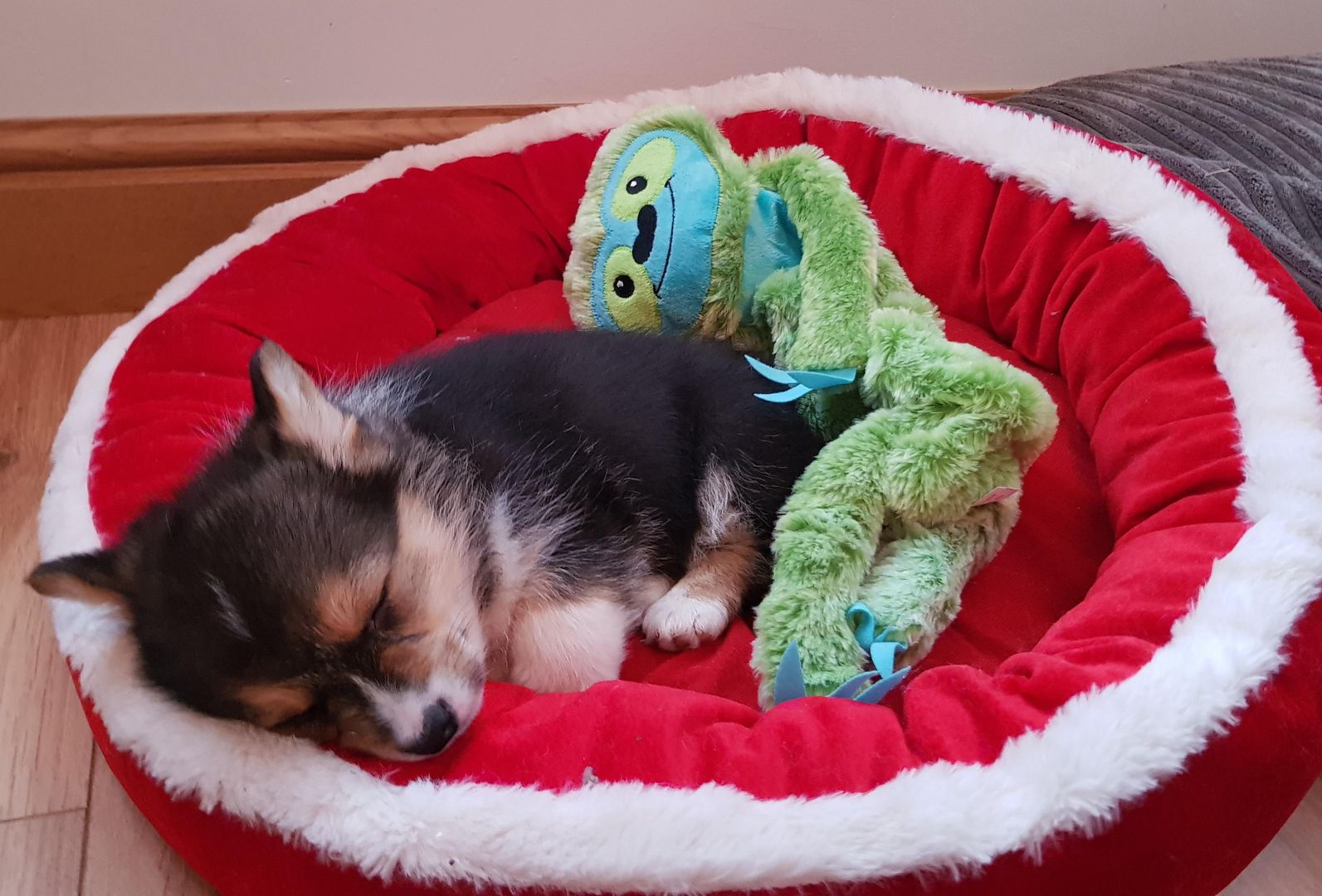 He's cute when he's sleeping | Scrolller