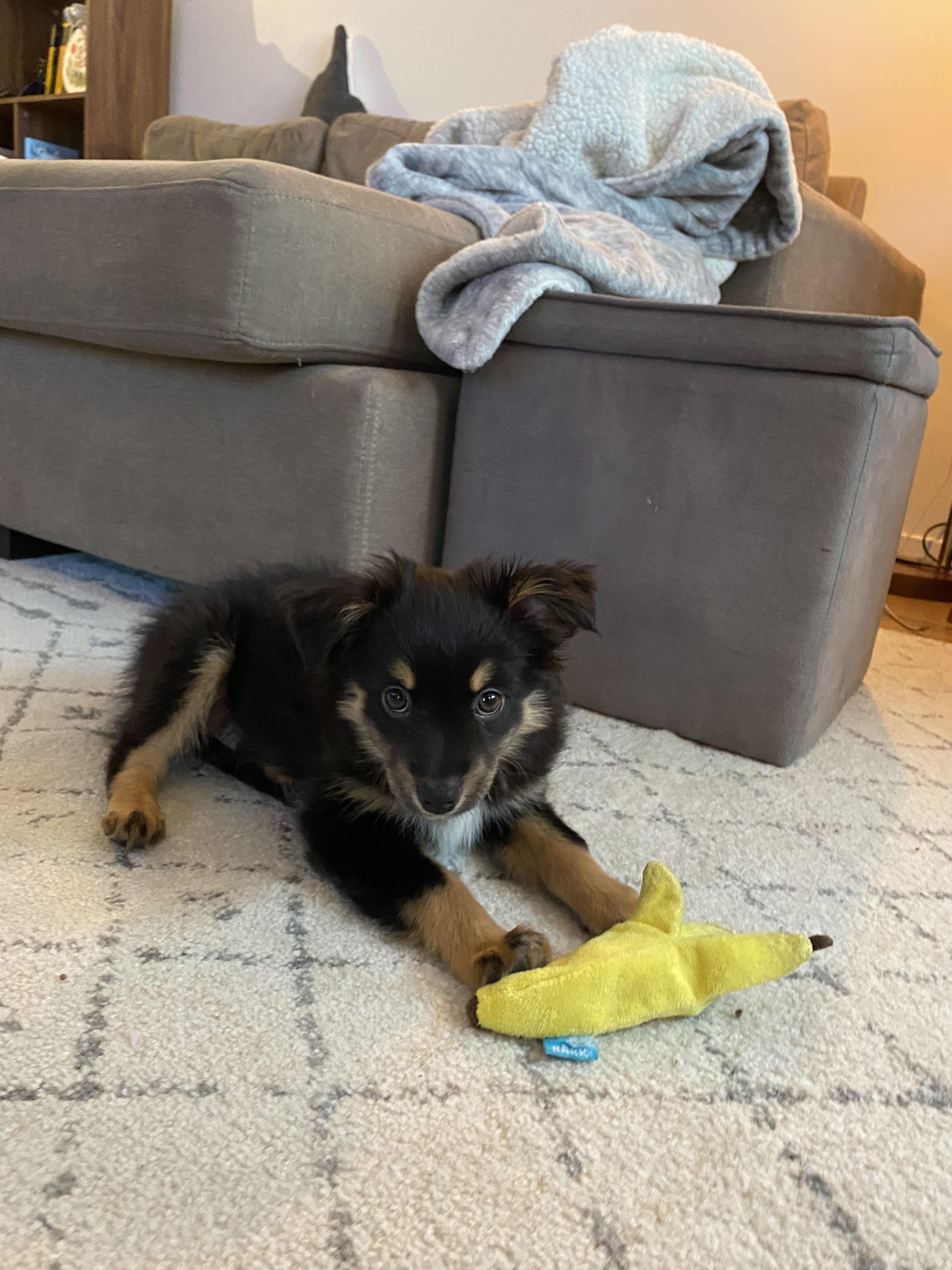 Hey everyone, meet George Papageorge! He is 11 weeks old and 7.5 lbs! | Scrolller