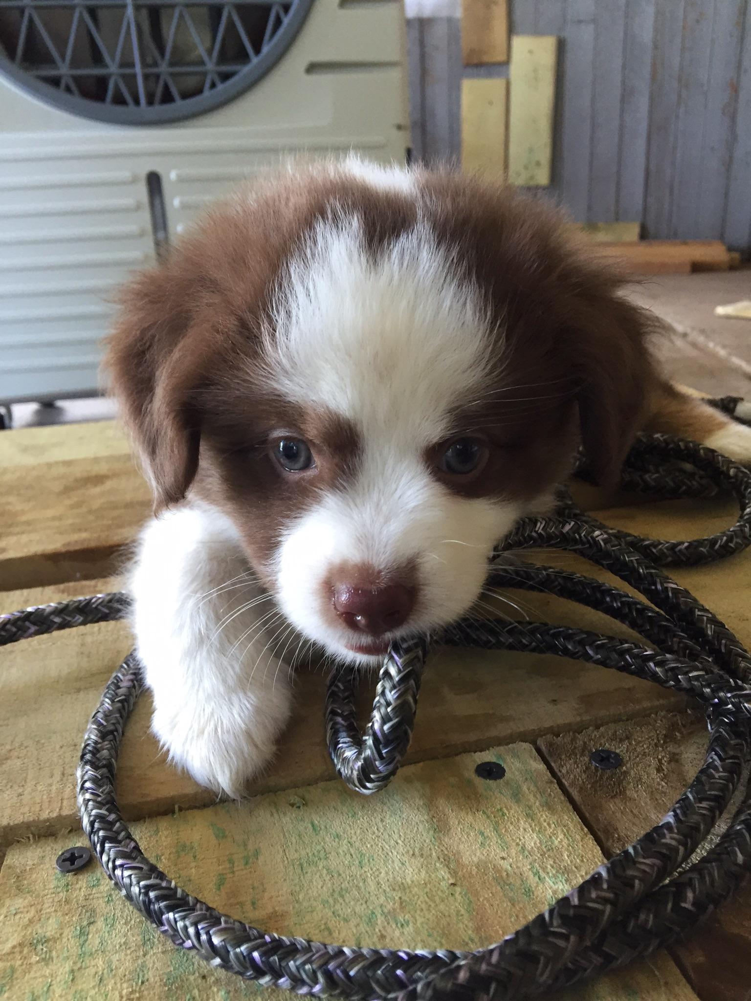 Hey Reddit! Meet Walker (aka “Bitey”) | Scrolller