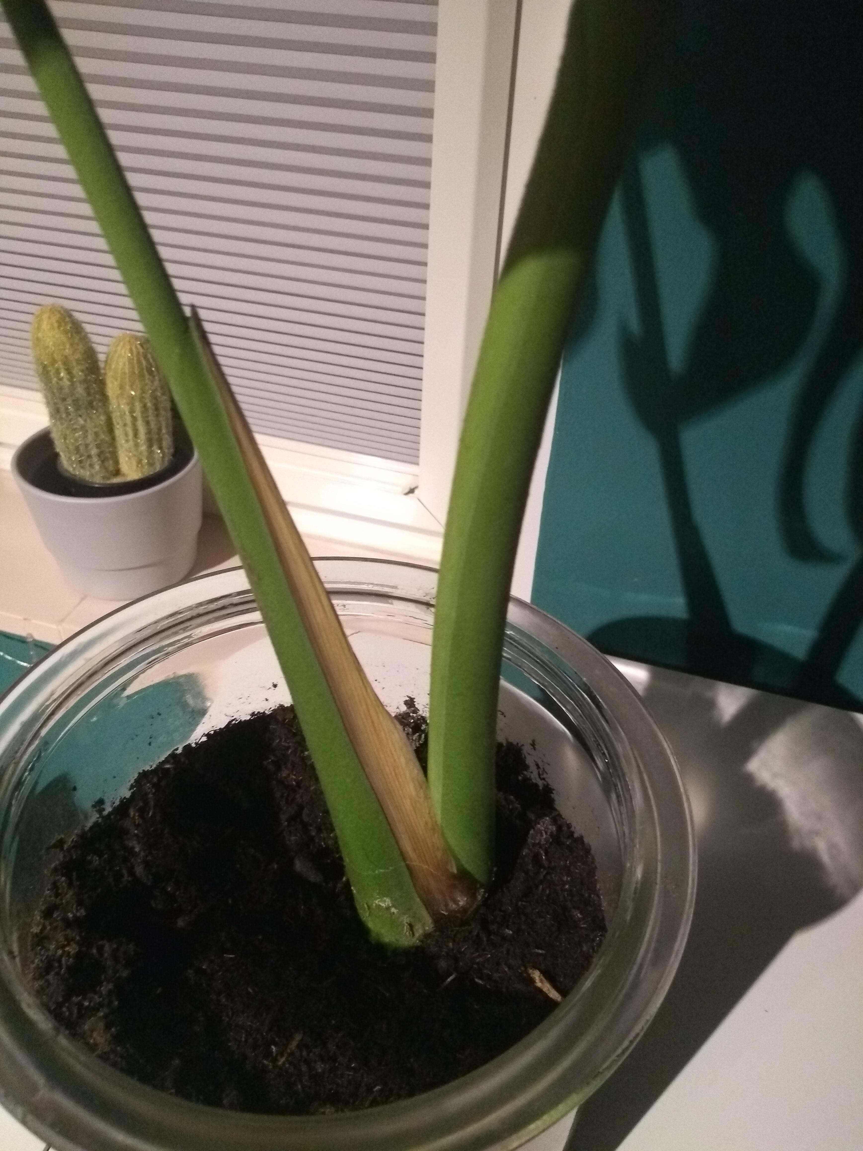 Hi! I'm new to the taking-care-of-plants life, can someone help me with ...