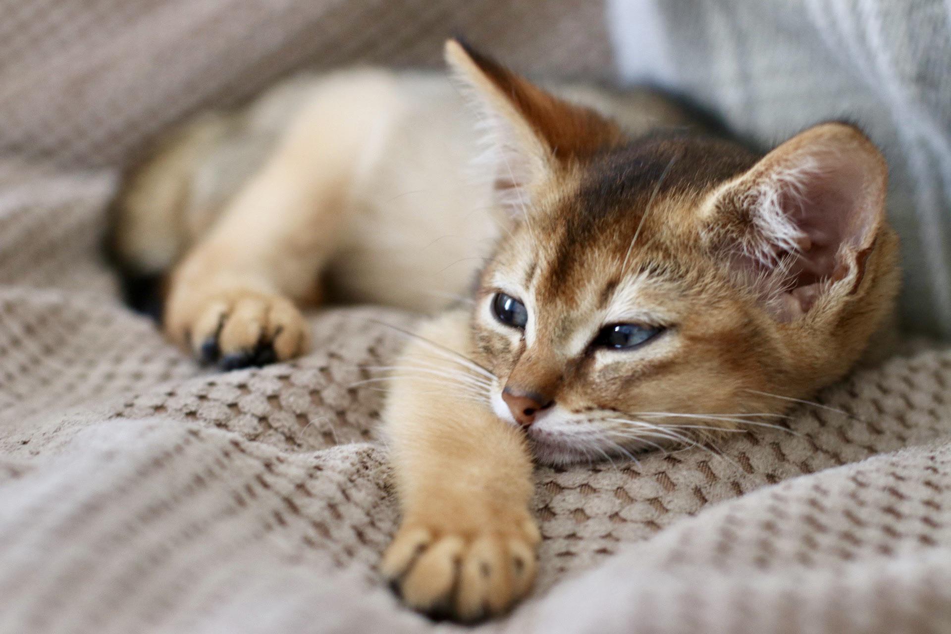 Hi Reddit, meet Maverick! | Scrolller