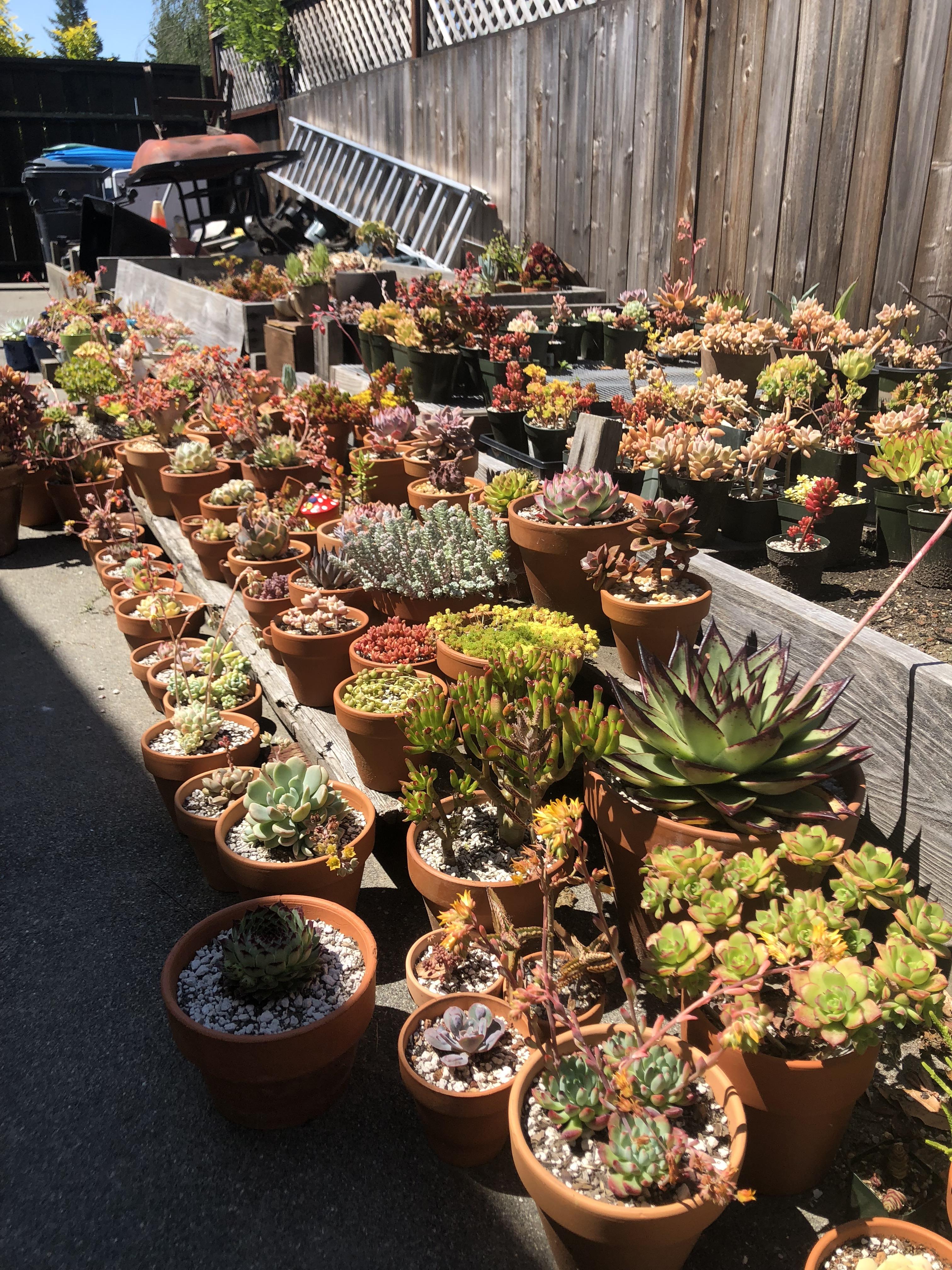 Hi y’all, my name is Oscar and I’m addicted to succulents | Scrolller
