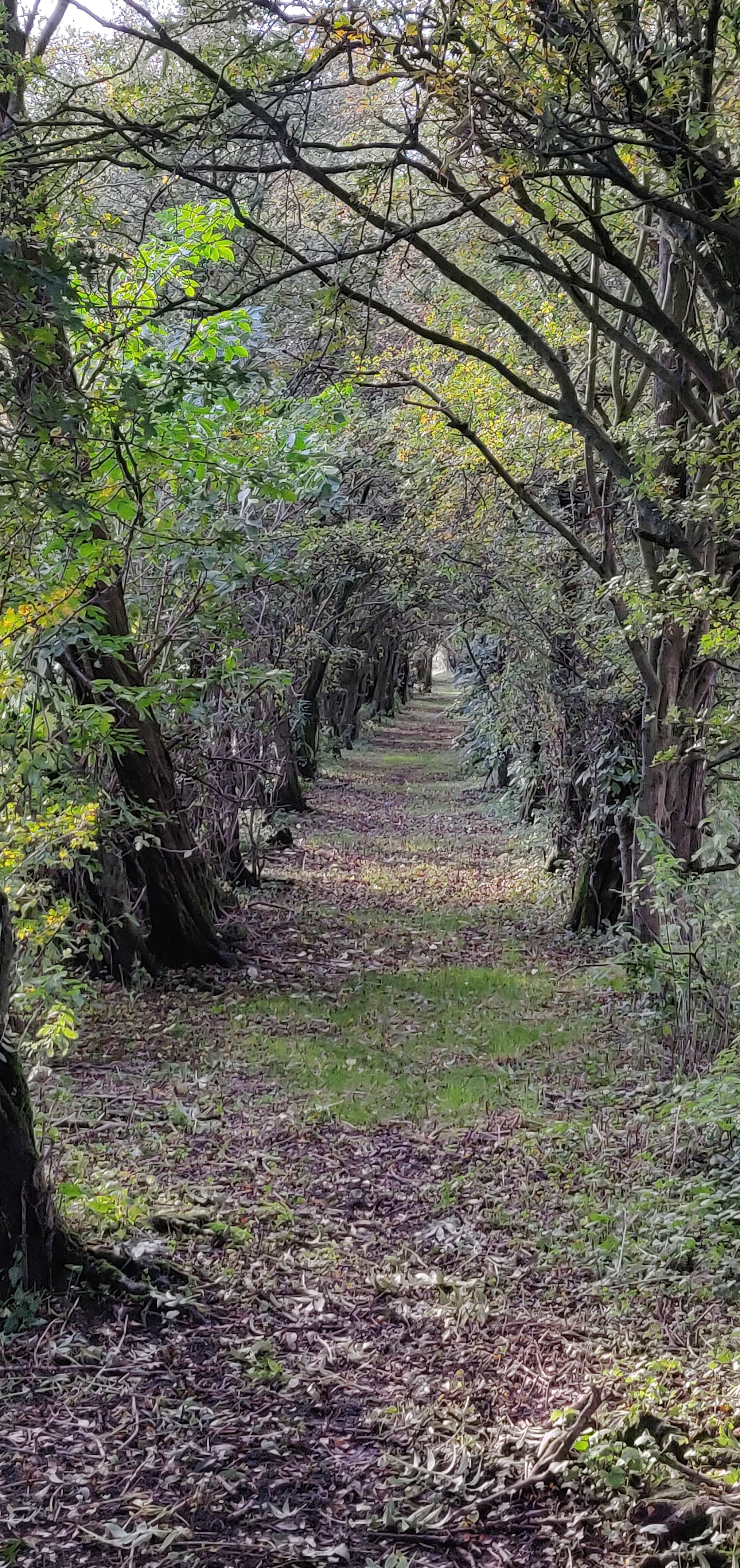 Hidden treasure in Airedale. | Scrolller