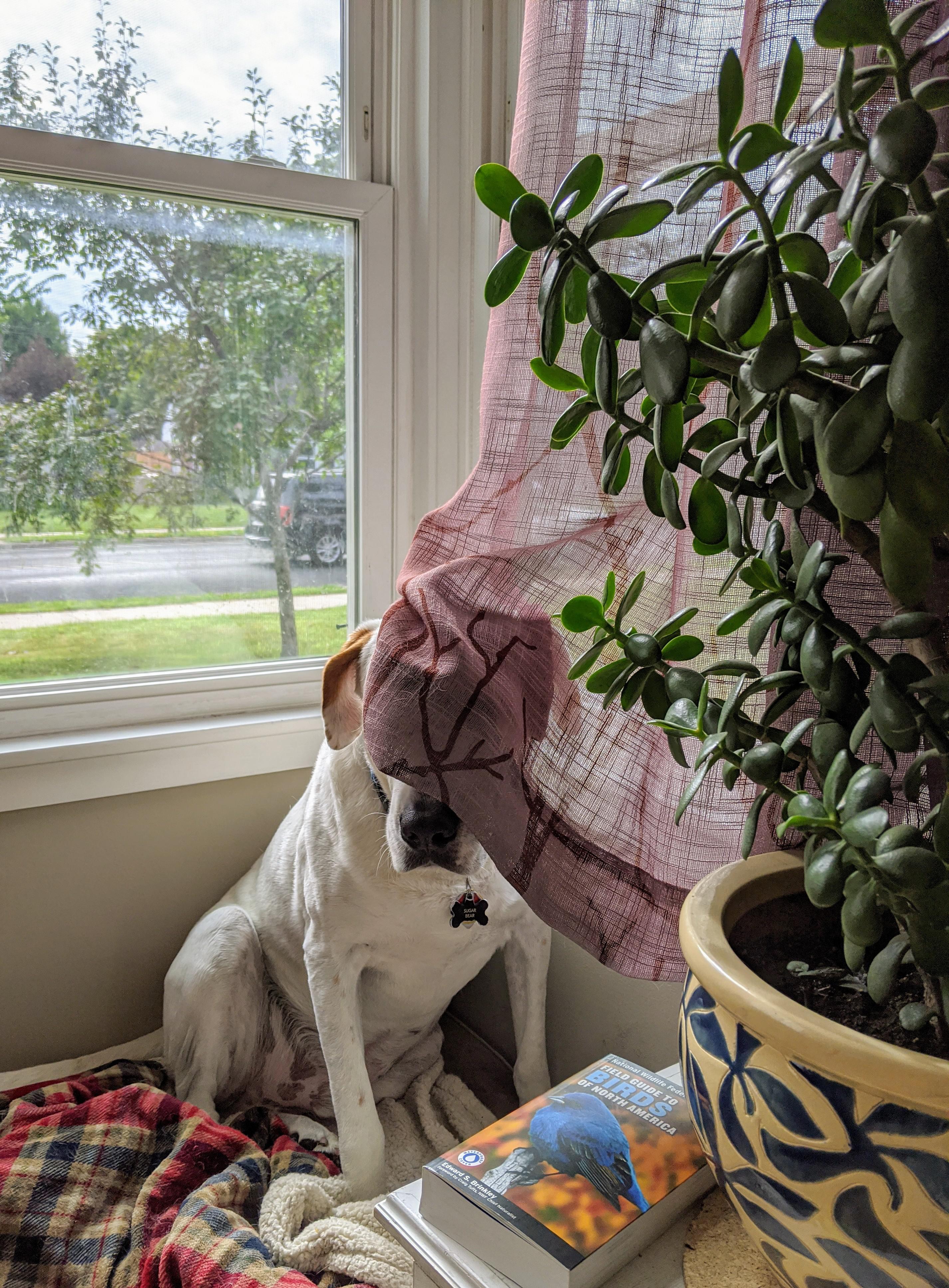 Hide and seek champion. | Scrolller