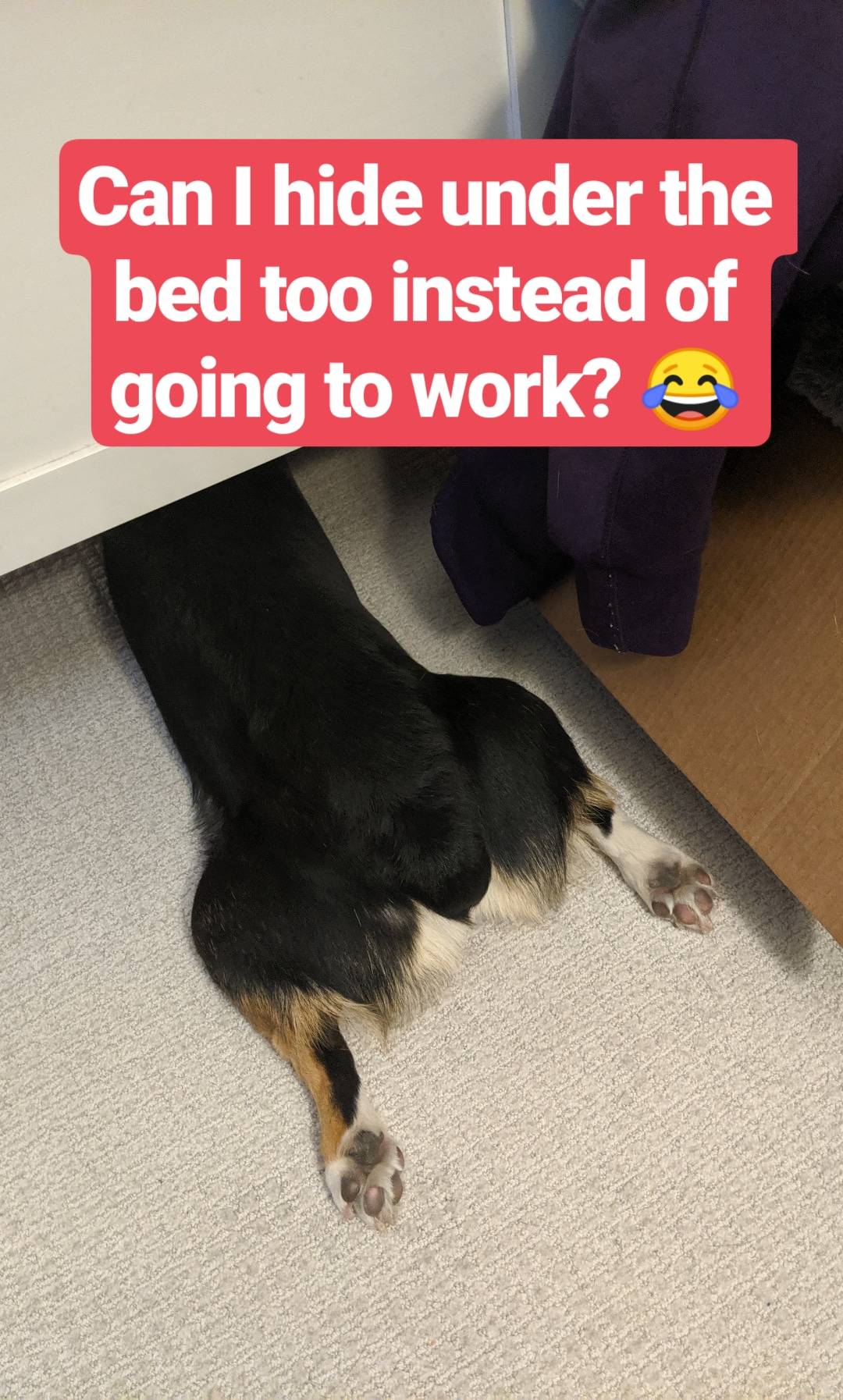 Hiding from responsibilities | Scrolller