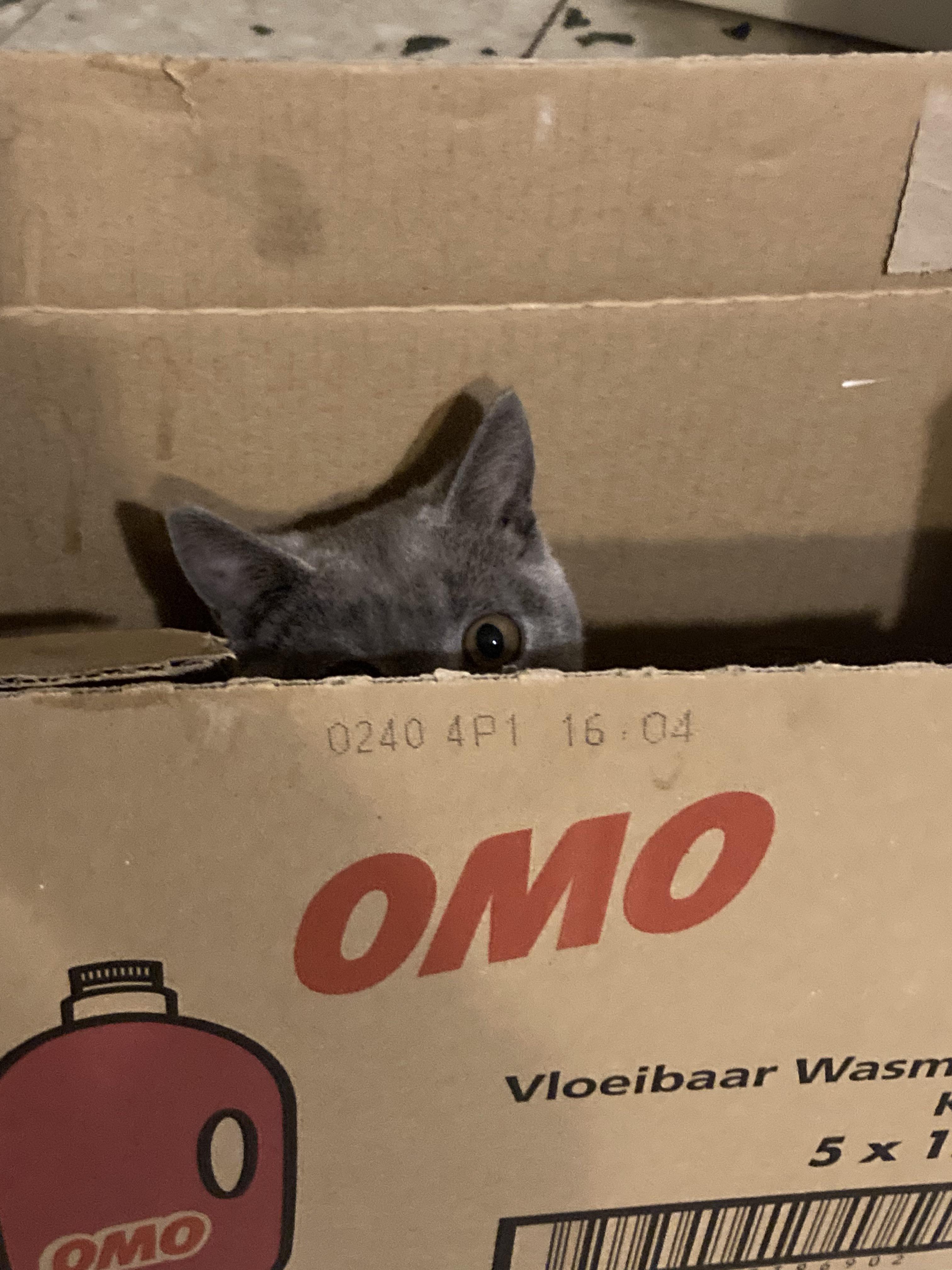 Hiding in a tight box | Scrolller