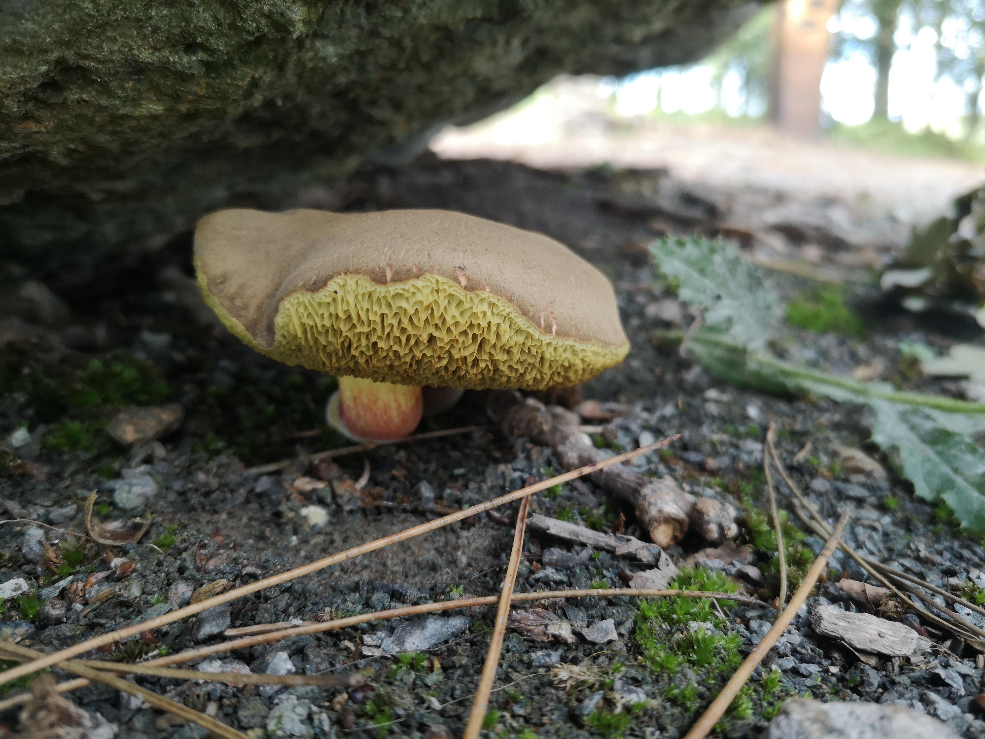 Hiding under a rock | Scrolller