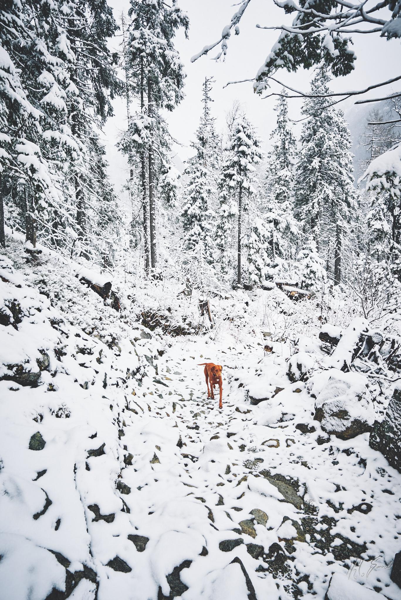 High Tatras Mountains, Slovakia [OC] | Scrolller