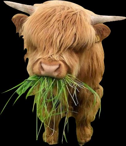 Highland Cattle | Scrolller