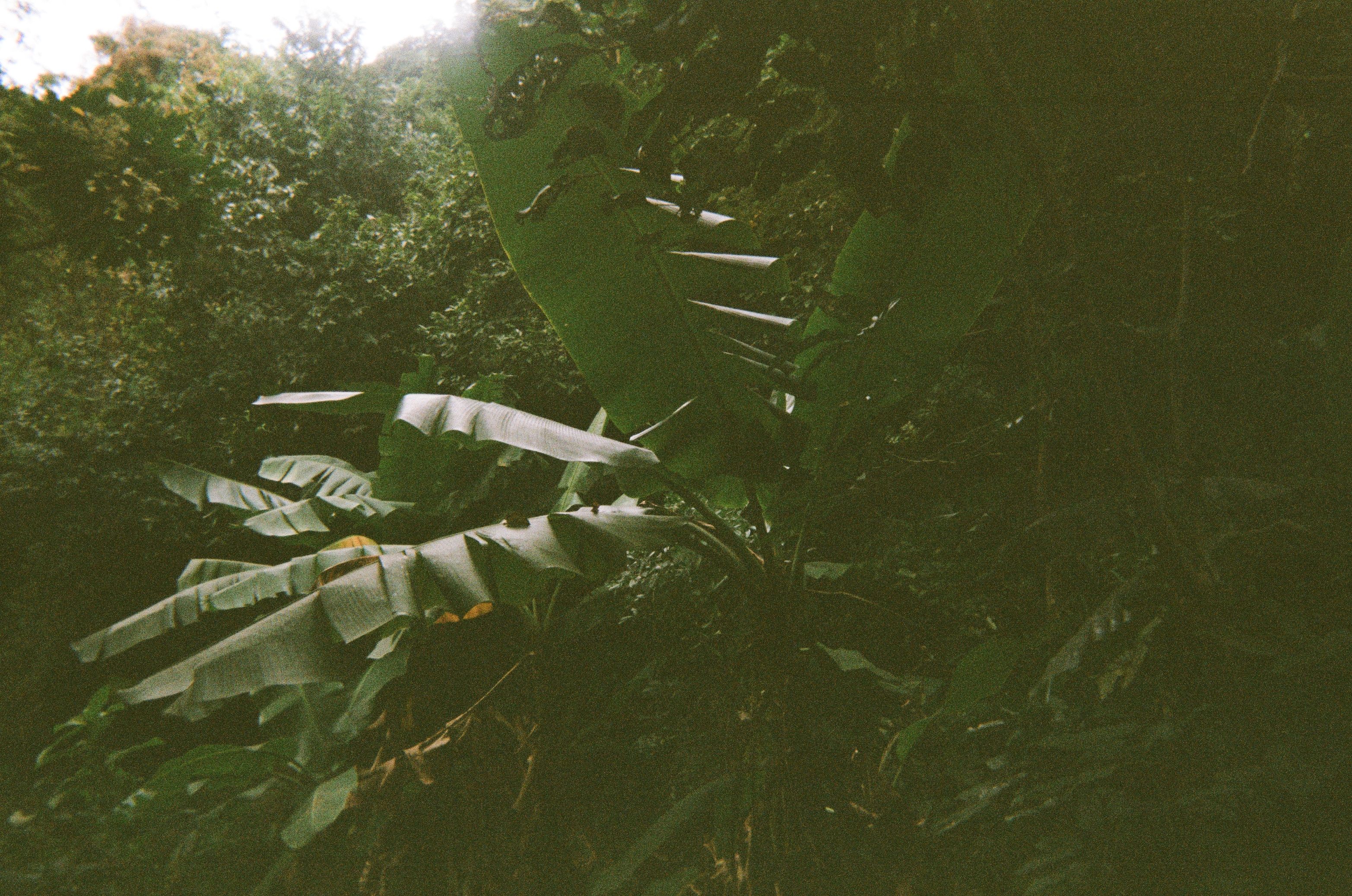 Hiking around Hong Kong. Disposable camera. | Scrolller