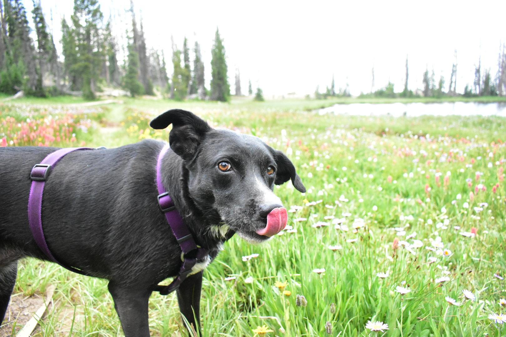 Hiking mlem | Scrolller