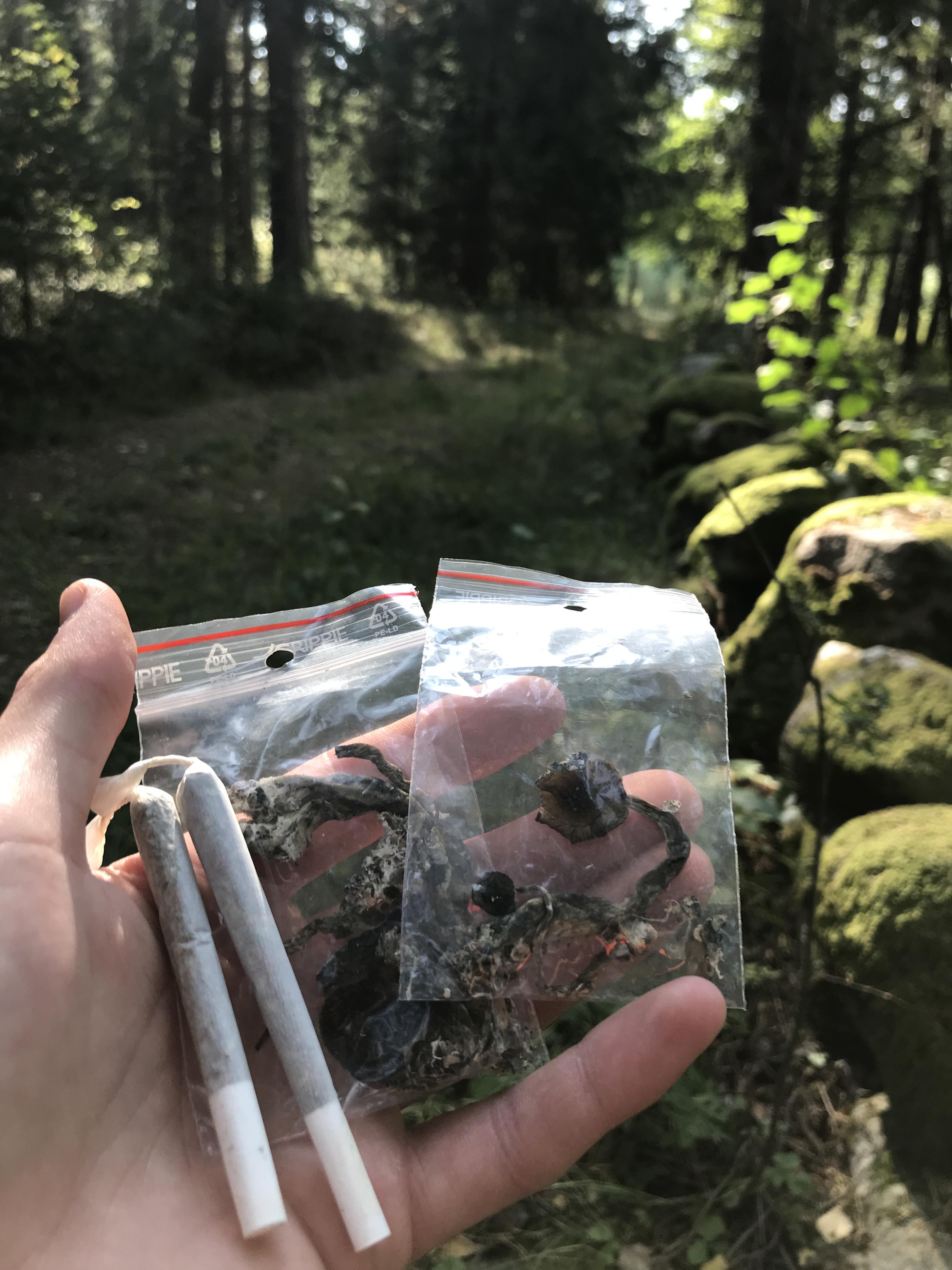 Hiking on shrooms | Scrolller