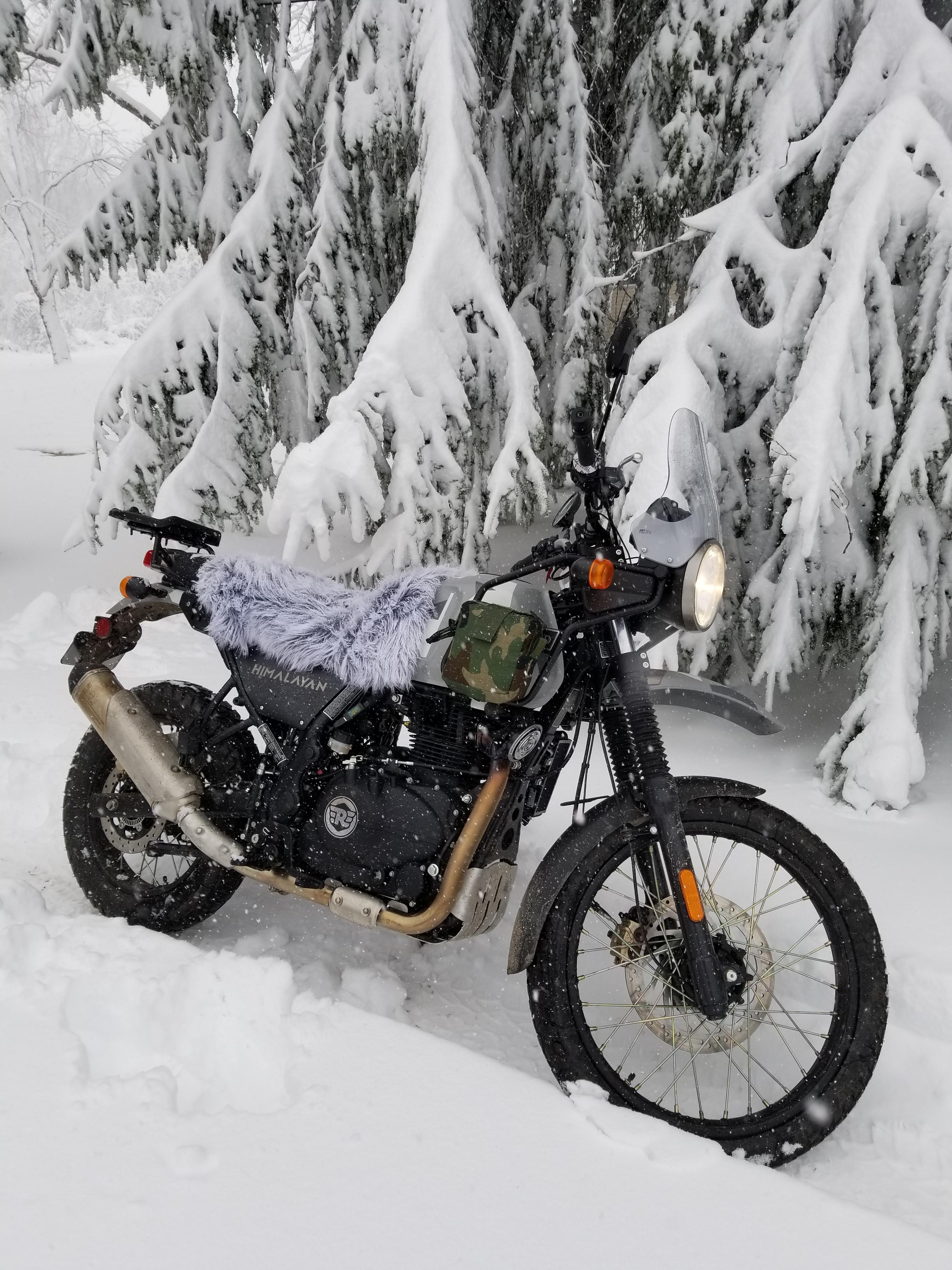 Himalayan yeti in Ohio | Scrolller