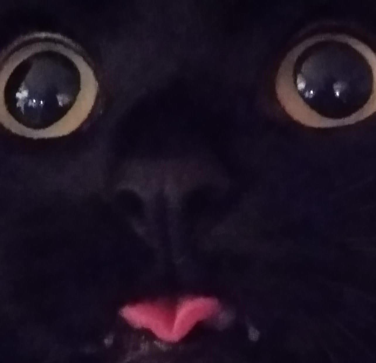 his derpy blep | Scrolller