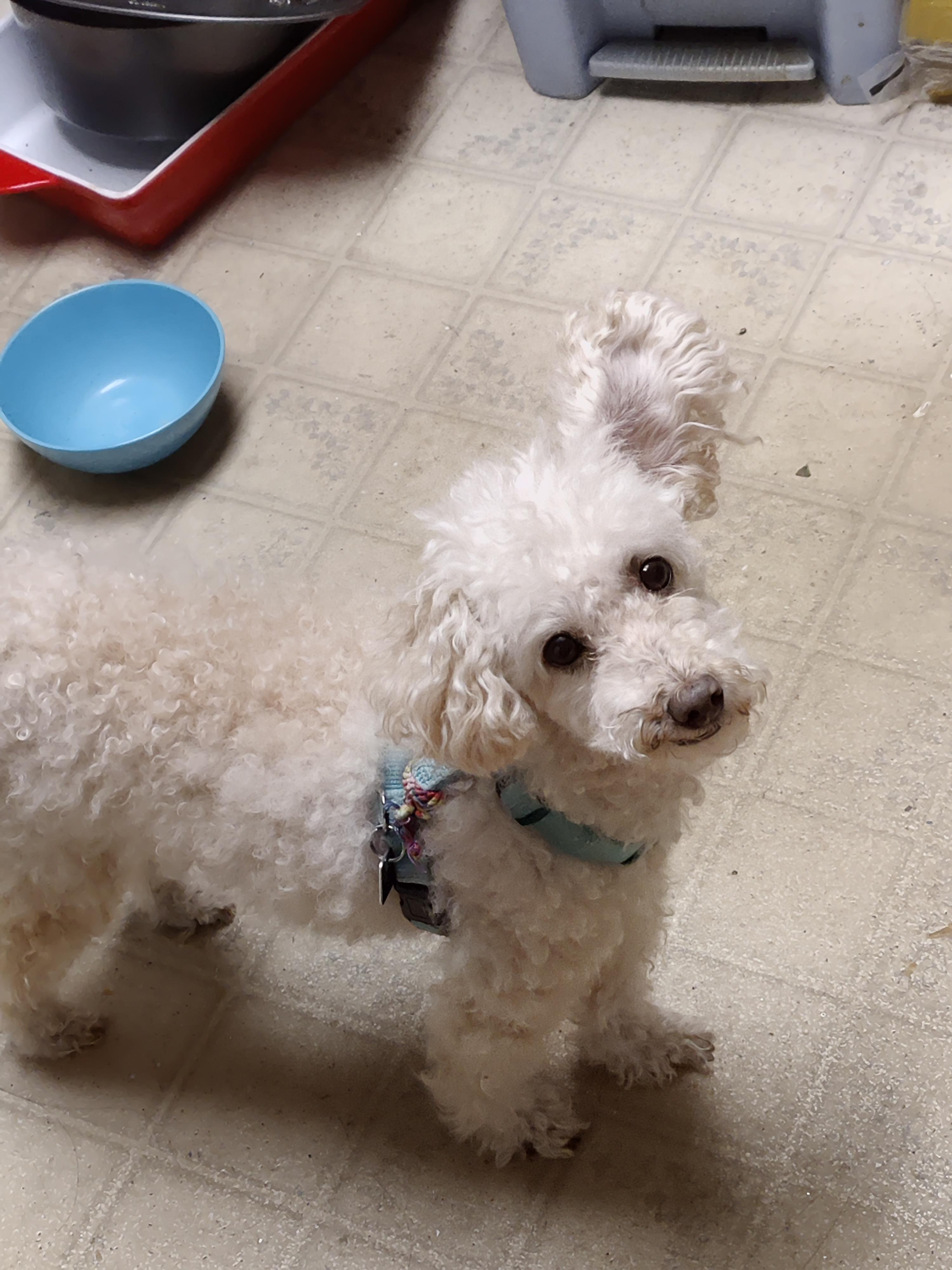 His ears stick up when he's focused | Scrolller