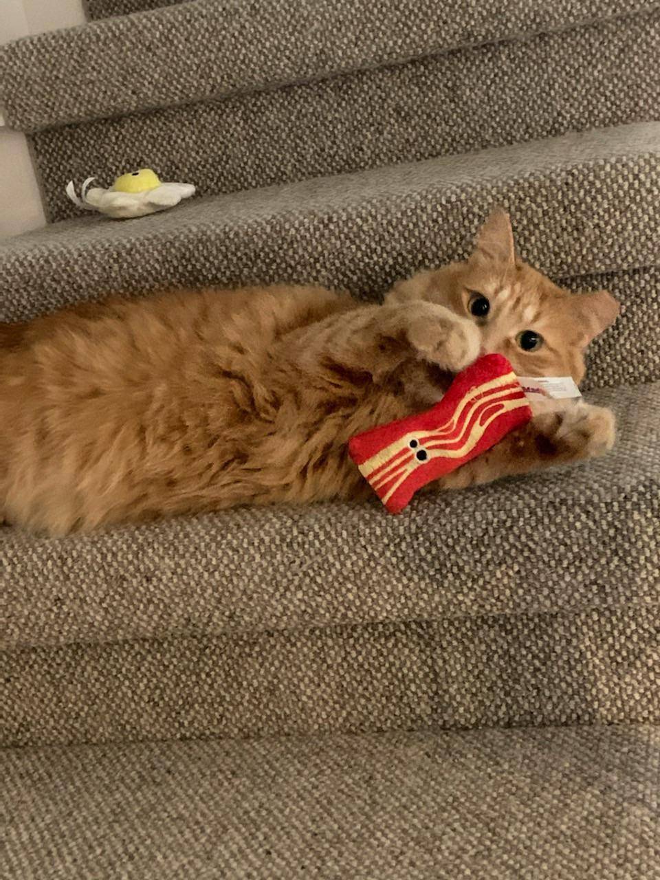 His favourite toy is a BACON....the jokes wrote themselves | Scrolller