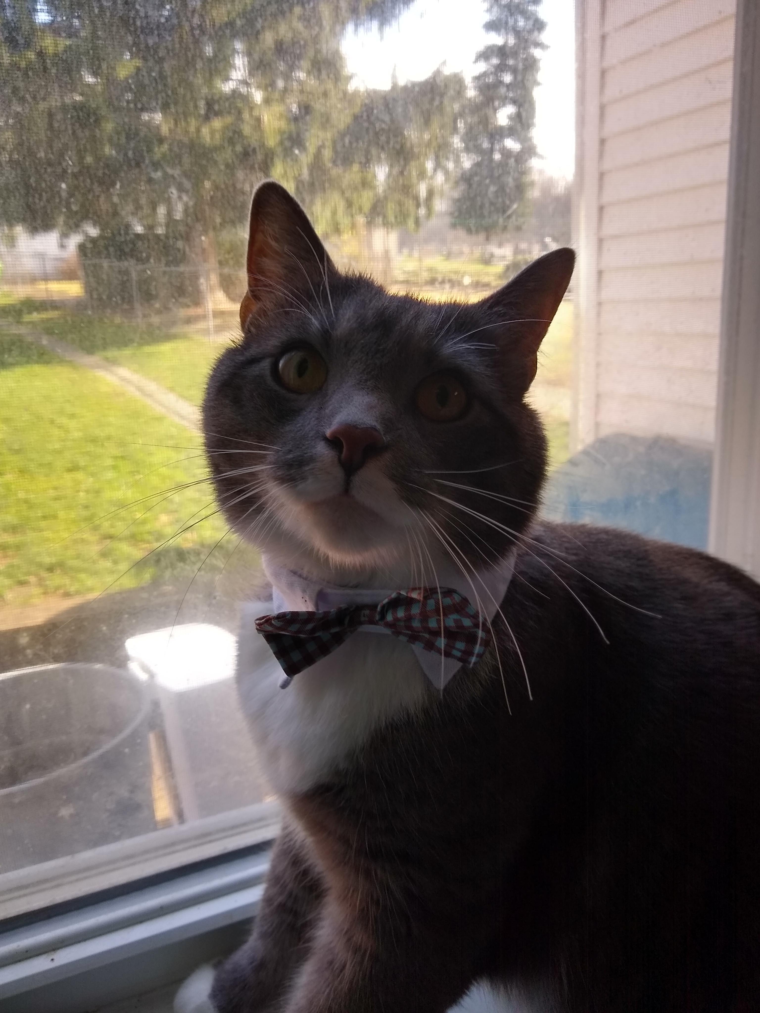 His holiday bow tie | Scrolller