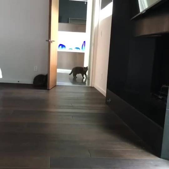 Discover more like Catpranks: Cat pranks cat and Related Content ...