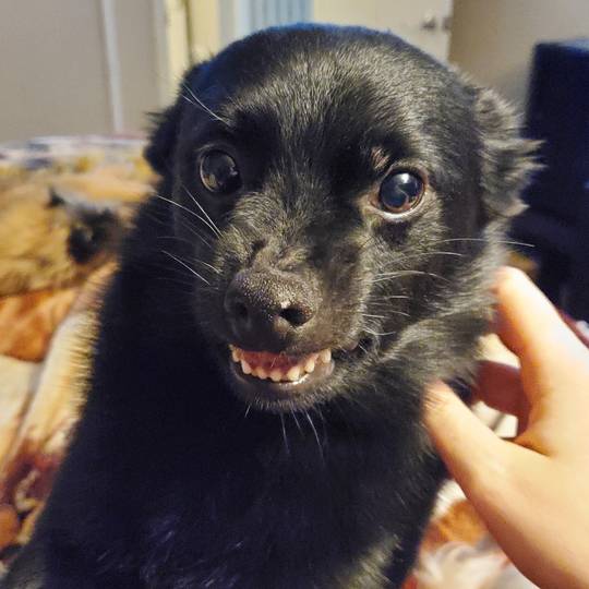 Hitch giving me his best toofy derpy smile. | Scrolller