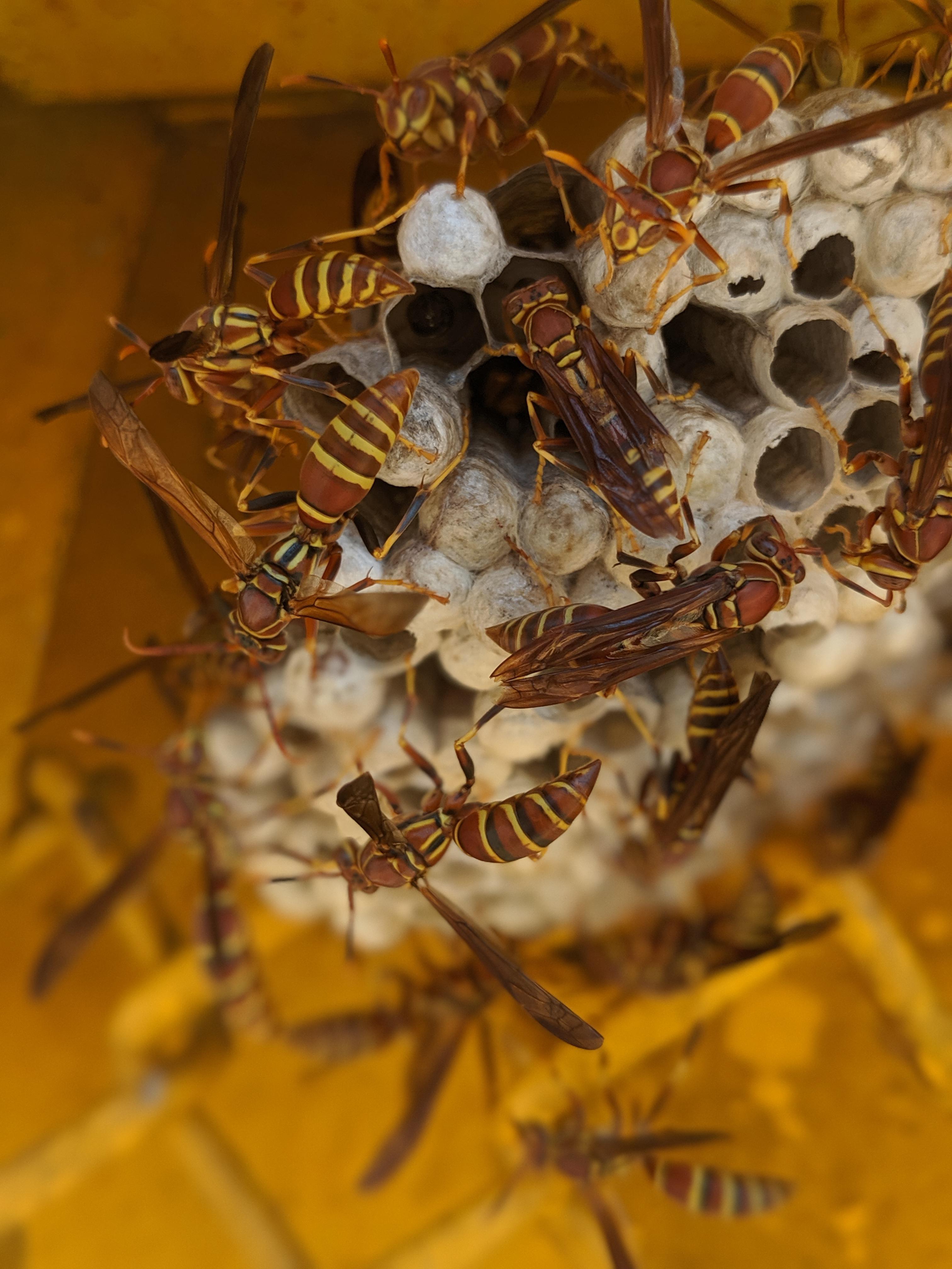 Hive @South of the Border truck stop OC | Scrolller