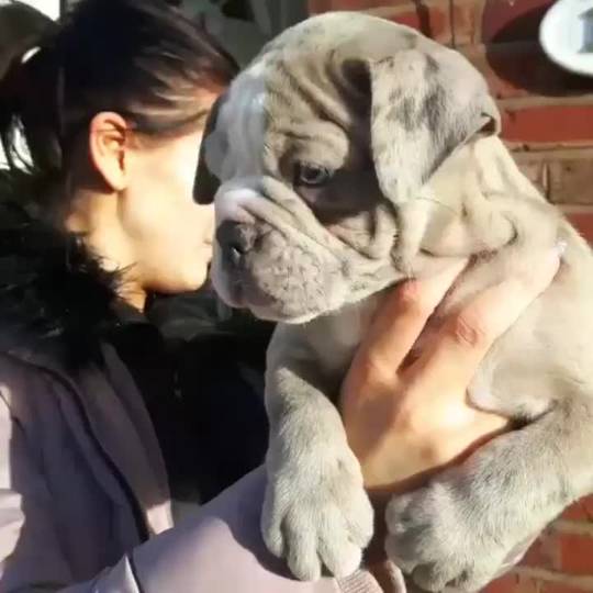 Holding a bulldog puppy | Scrolller