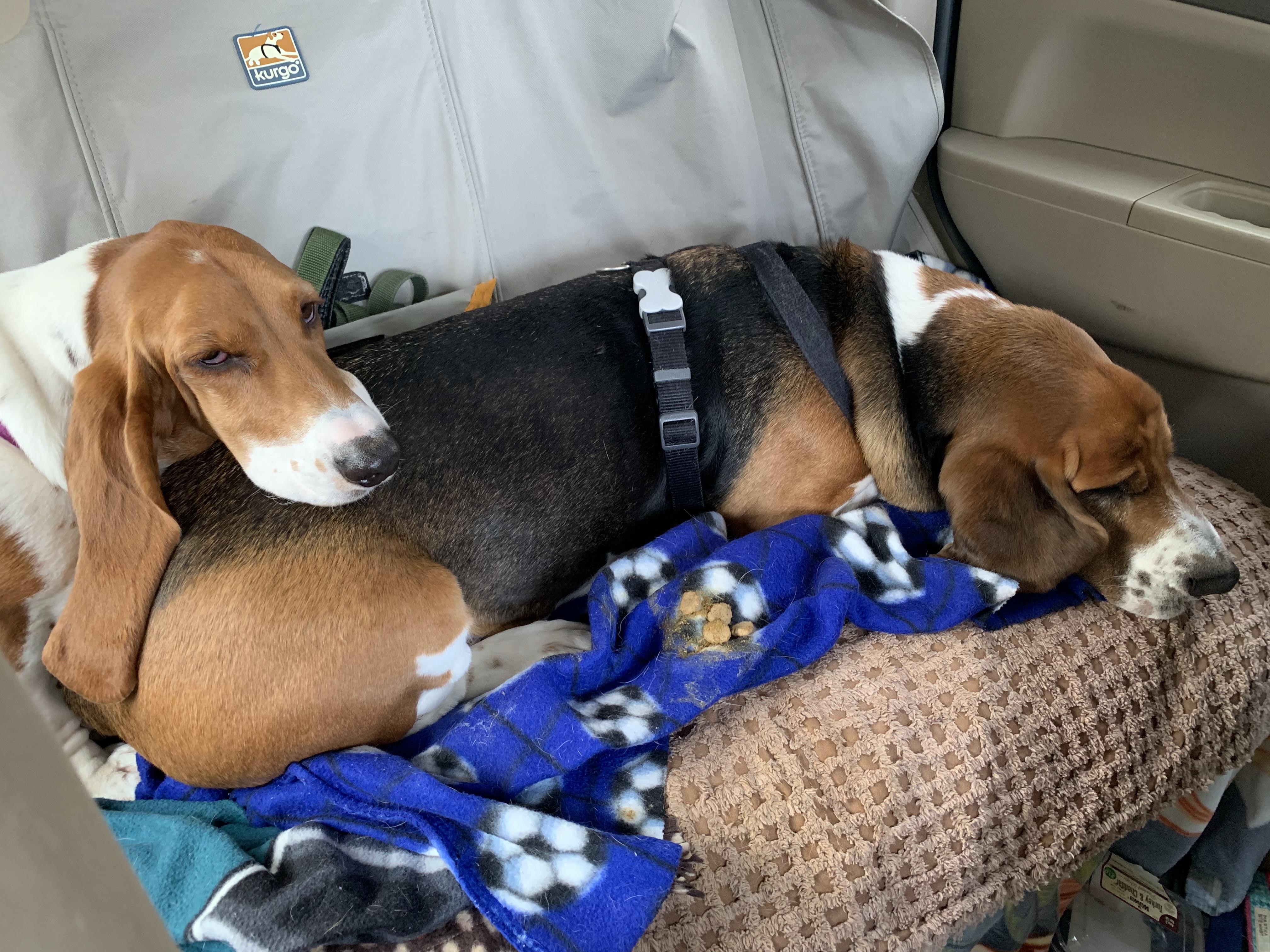 Holiday Hound Traveling | Scrolller