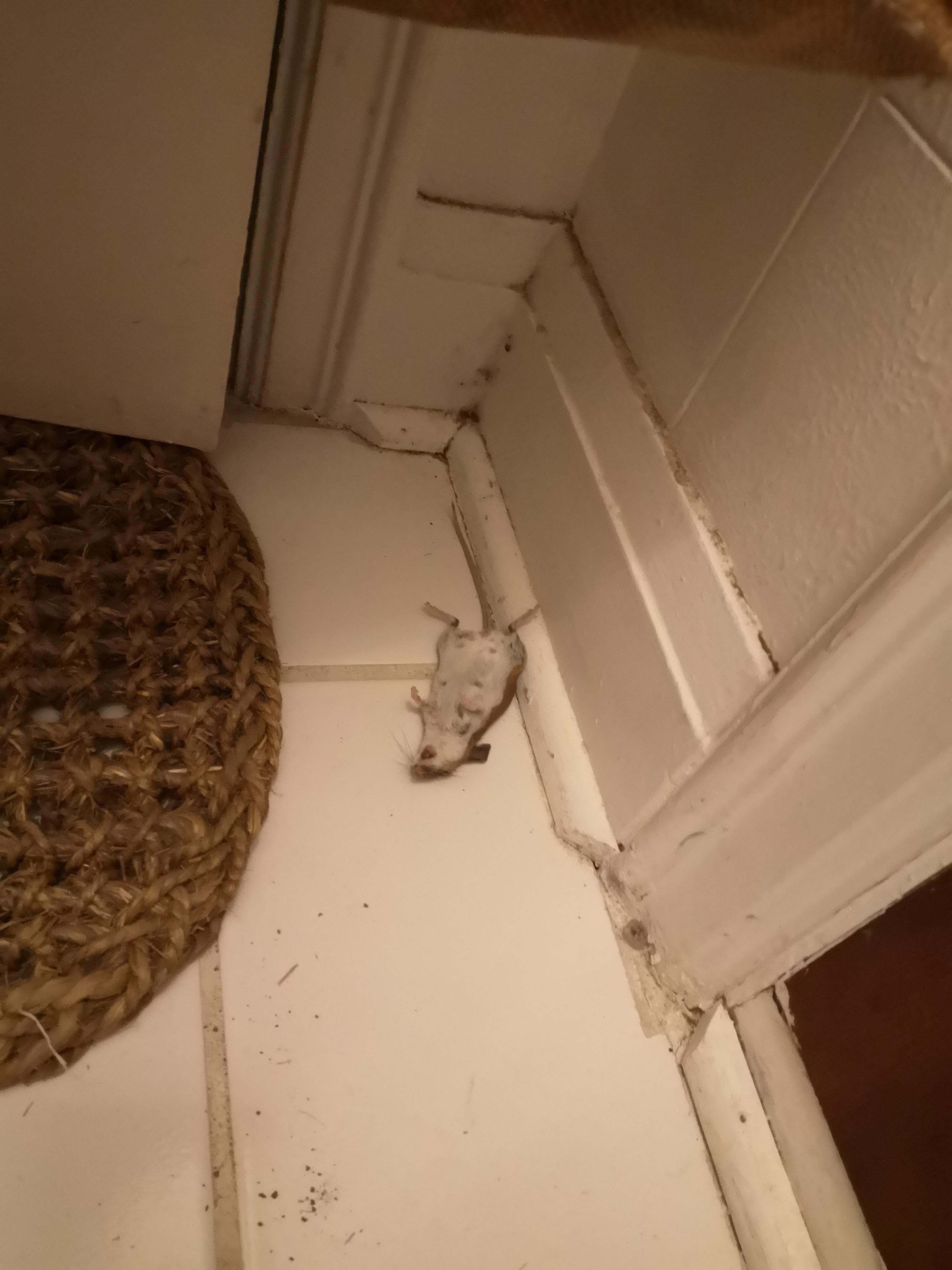 Home invader? Mouse or Rat!?! | Scrolller