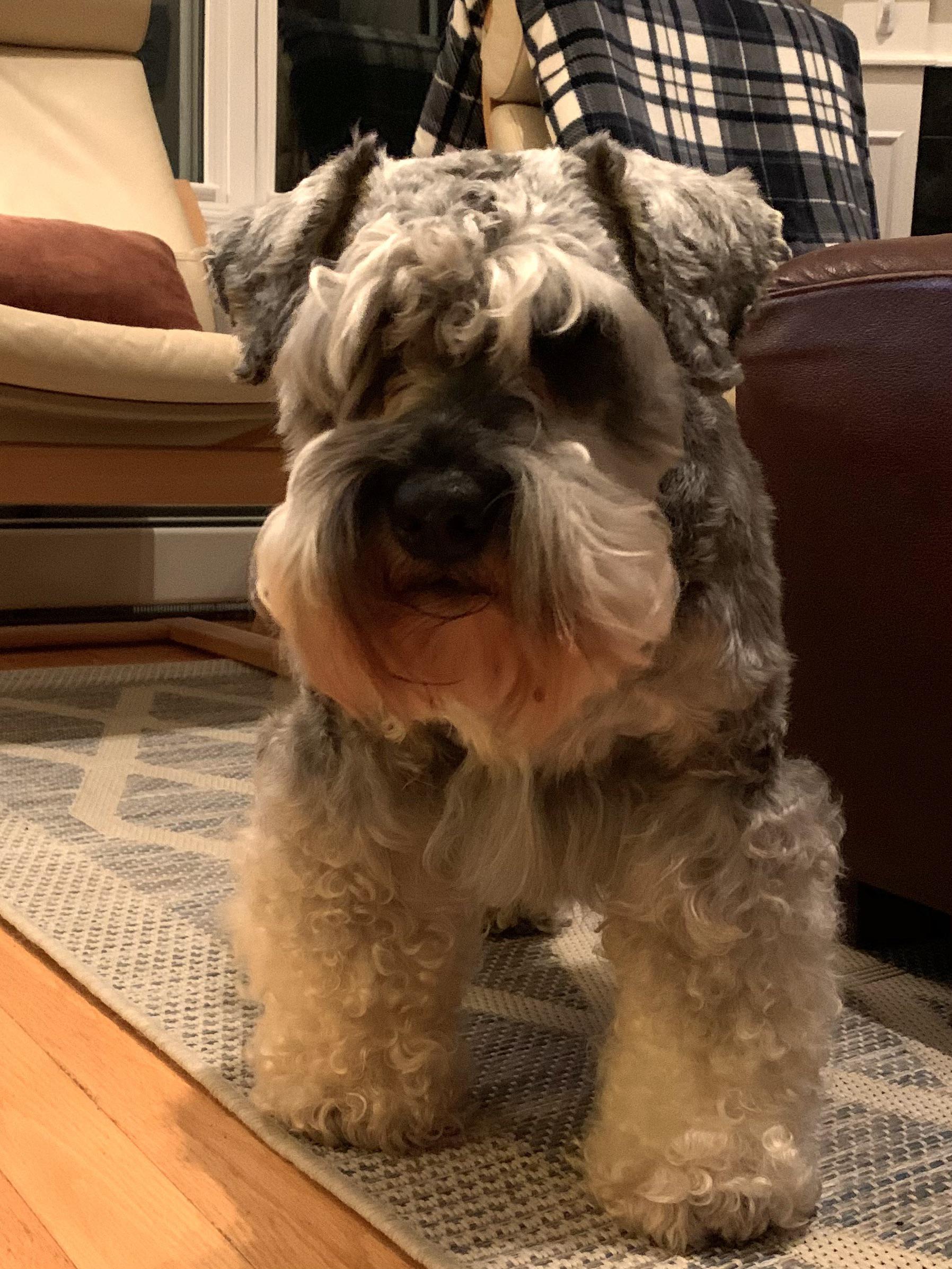 Hondo Boy just bathed and brushed | Scrolller