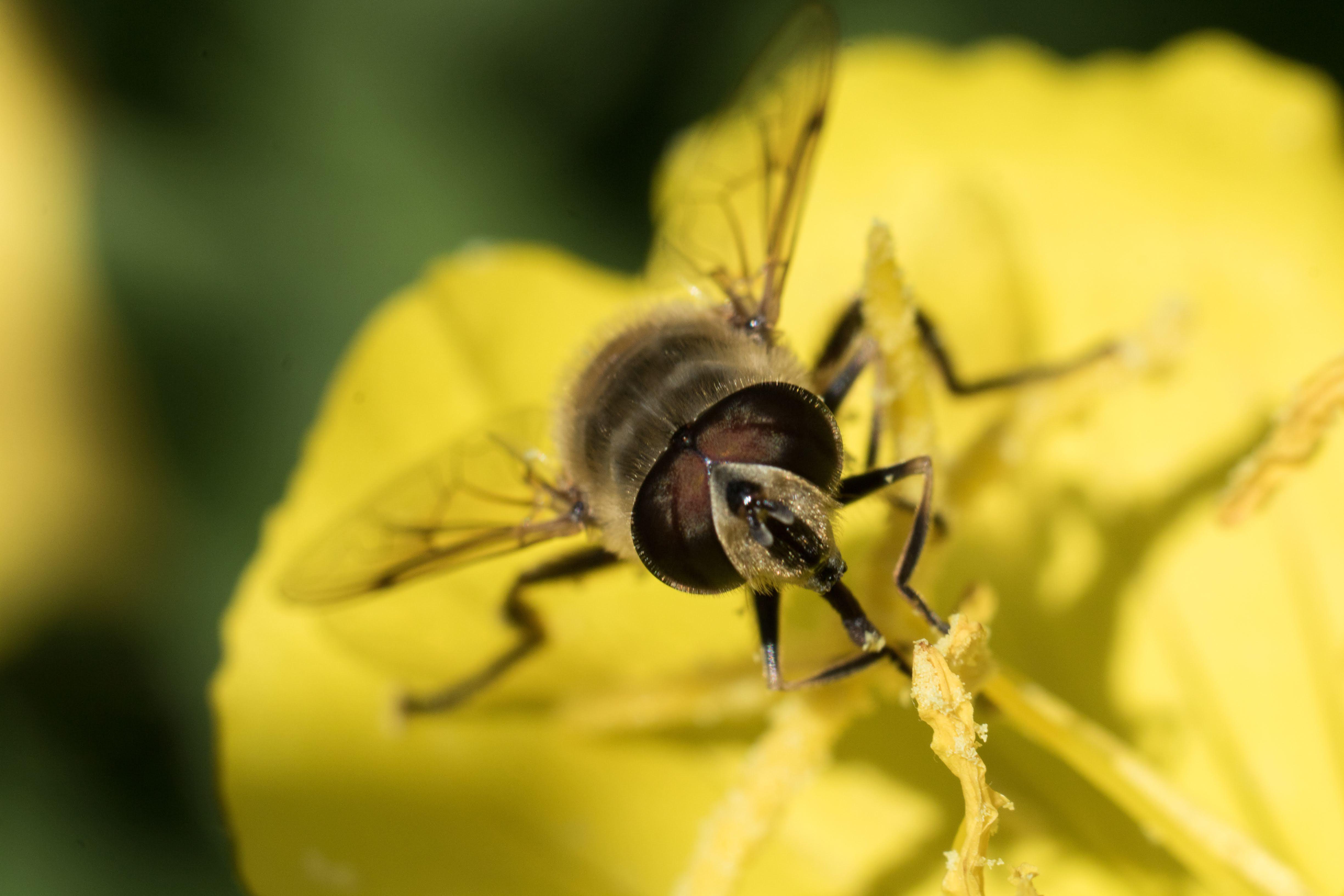 Honey Bee feeding on Evening Primrose [OC] | Scrolller