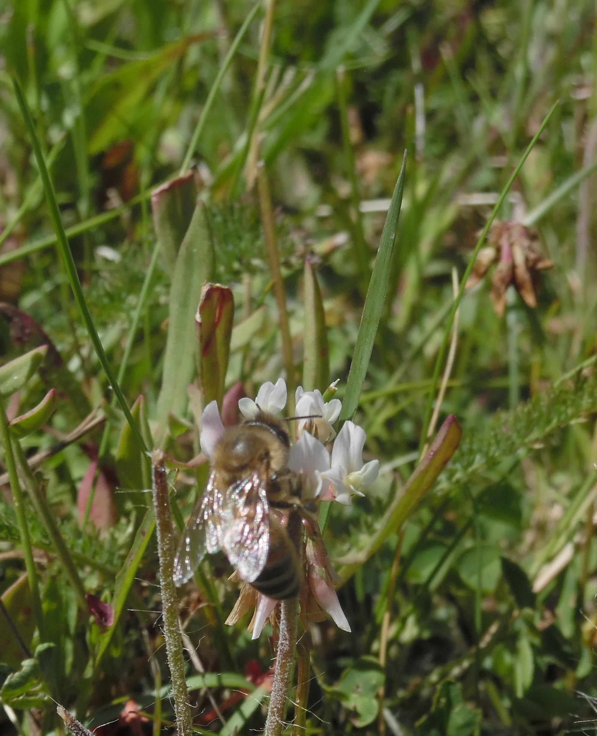 Honey Bee on Dutch White Clover | Scrolller