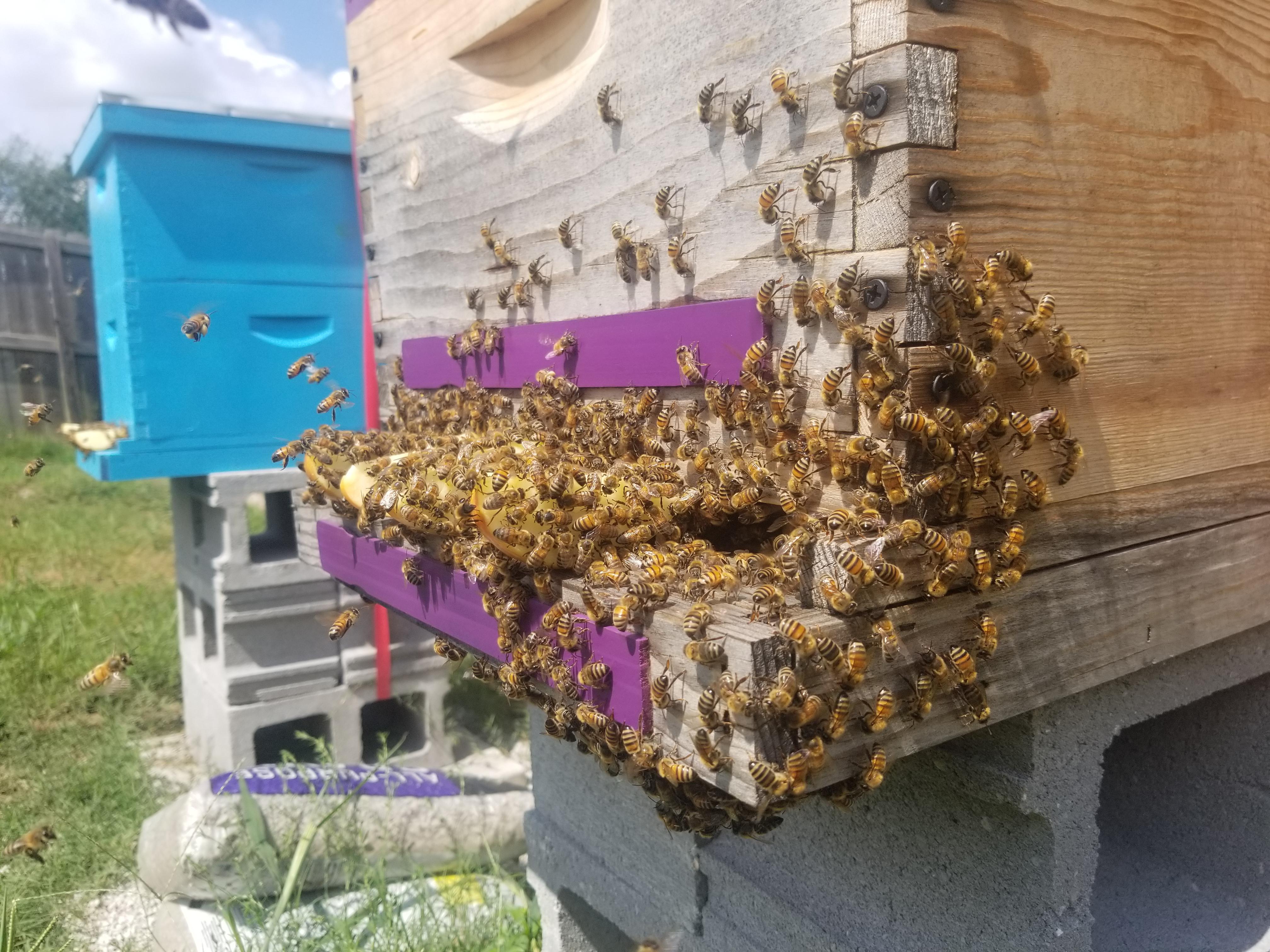 Honey Bees and Honeycrisp Apples! | Scrolller