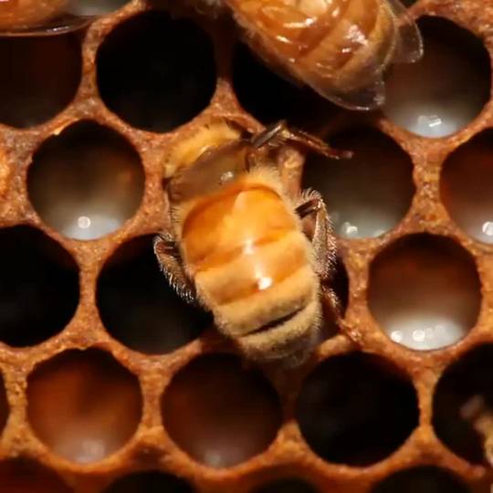 Honey bees breathe through holes in the sides of their bodies allowing them to work inside the ...