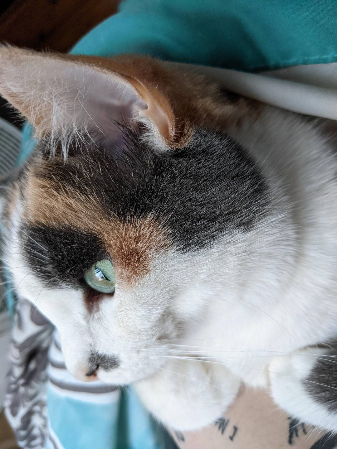 Honey has the most beautiful side profile ever. What a dream. | Scrolller